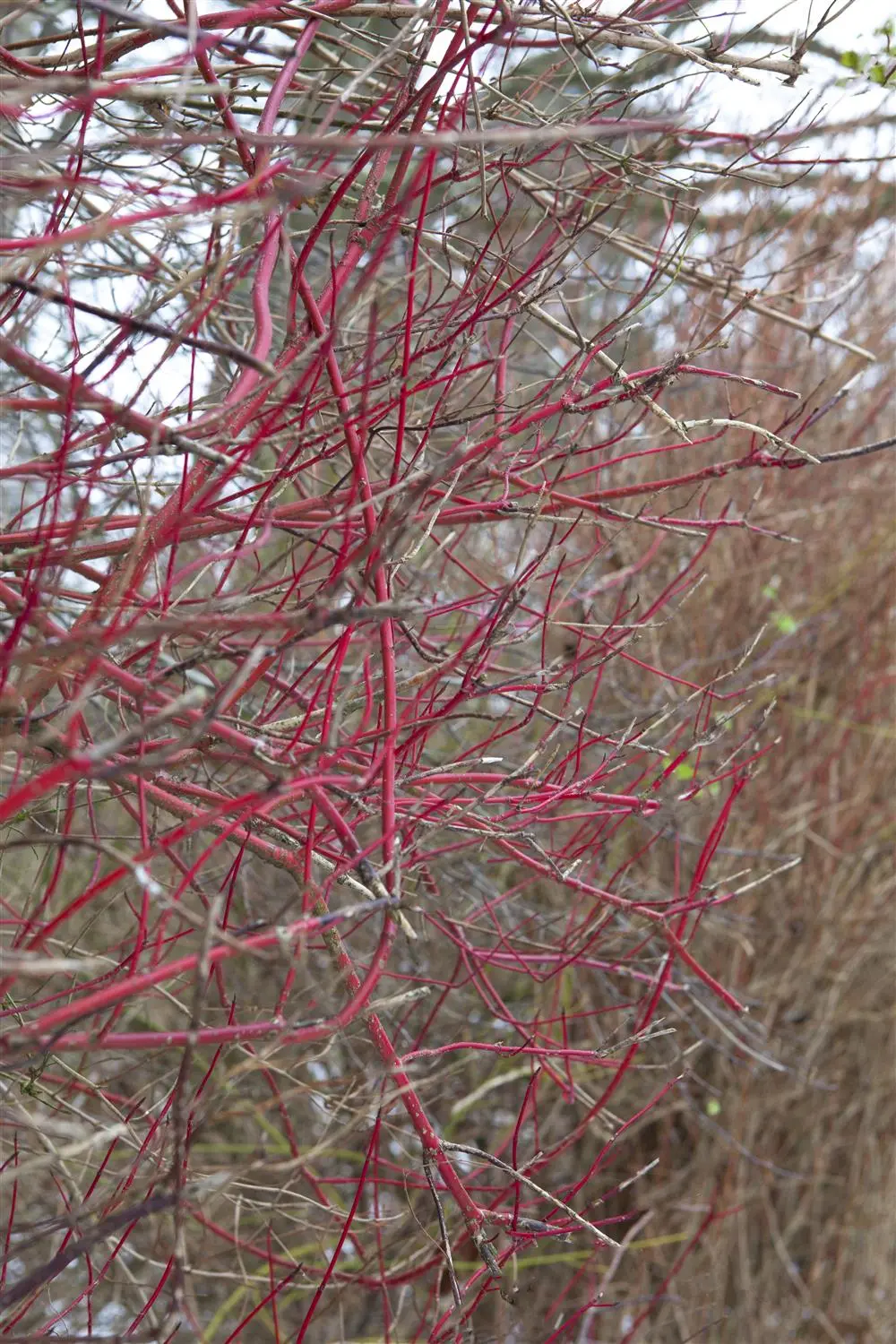Cornus alba 'Sibirica' - 7.5 Ltr pot