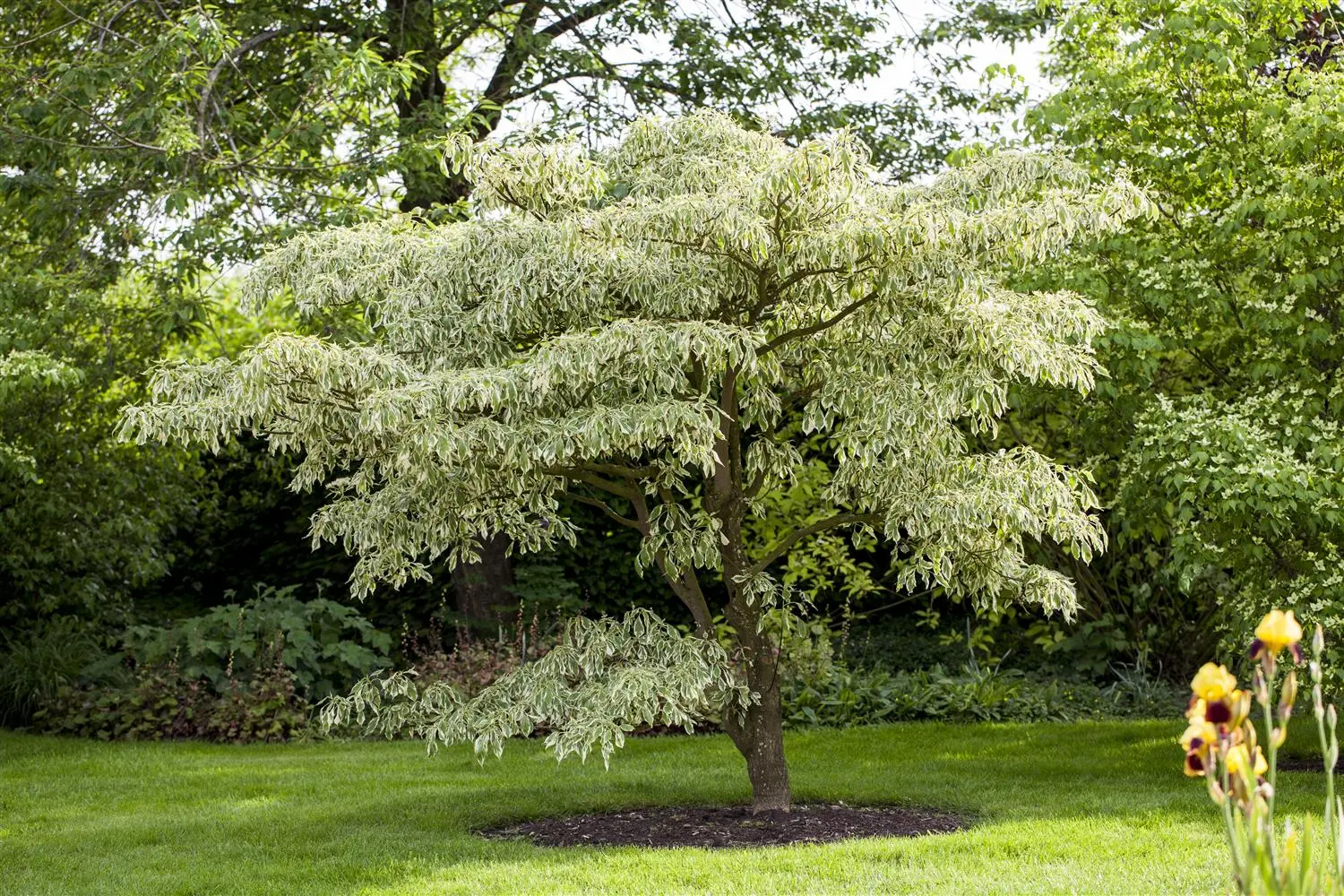 Cornus controversa 'Variegata' - 50-60 CM C5