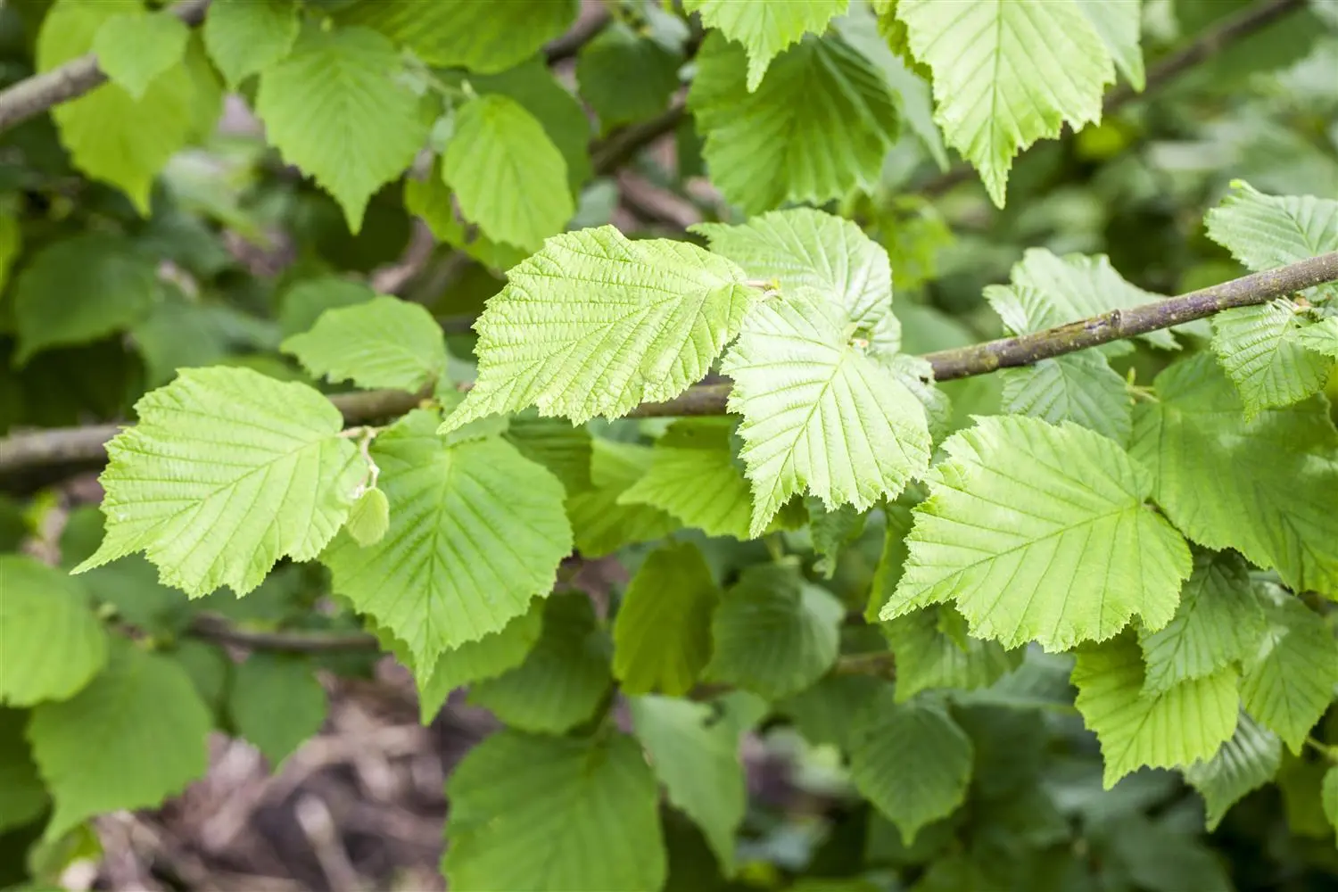 Corylus avellana - MULTISTEM 175-200 CM C40