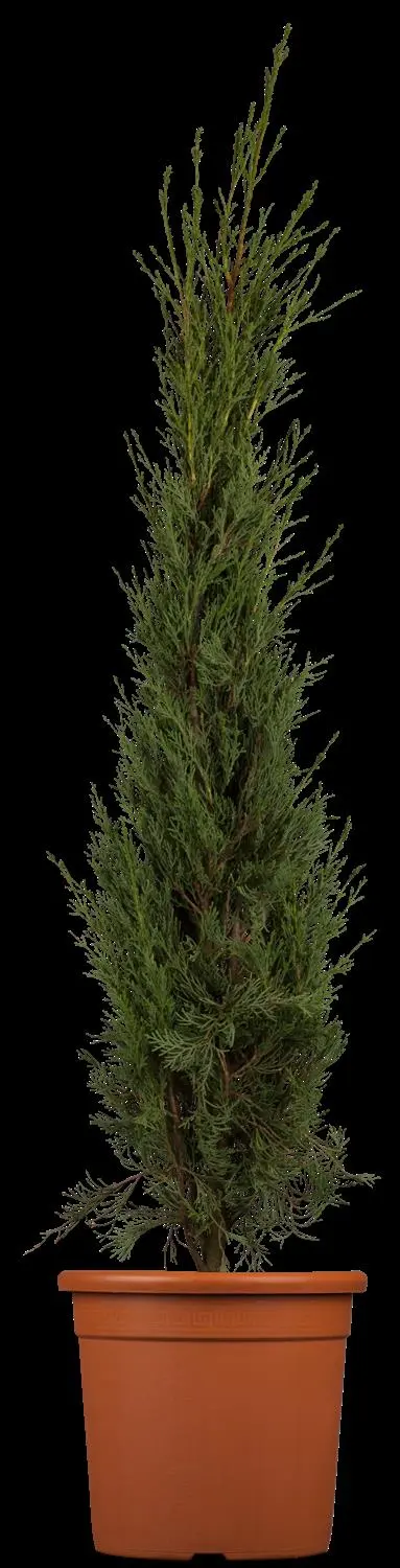 Cupressus semp. 'Pyramidalis' - 150-175 CM C18