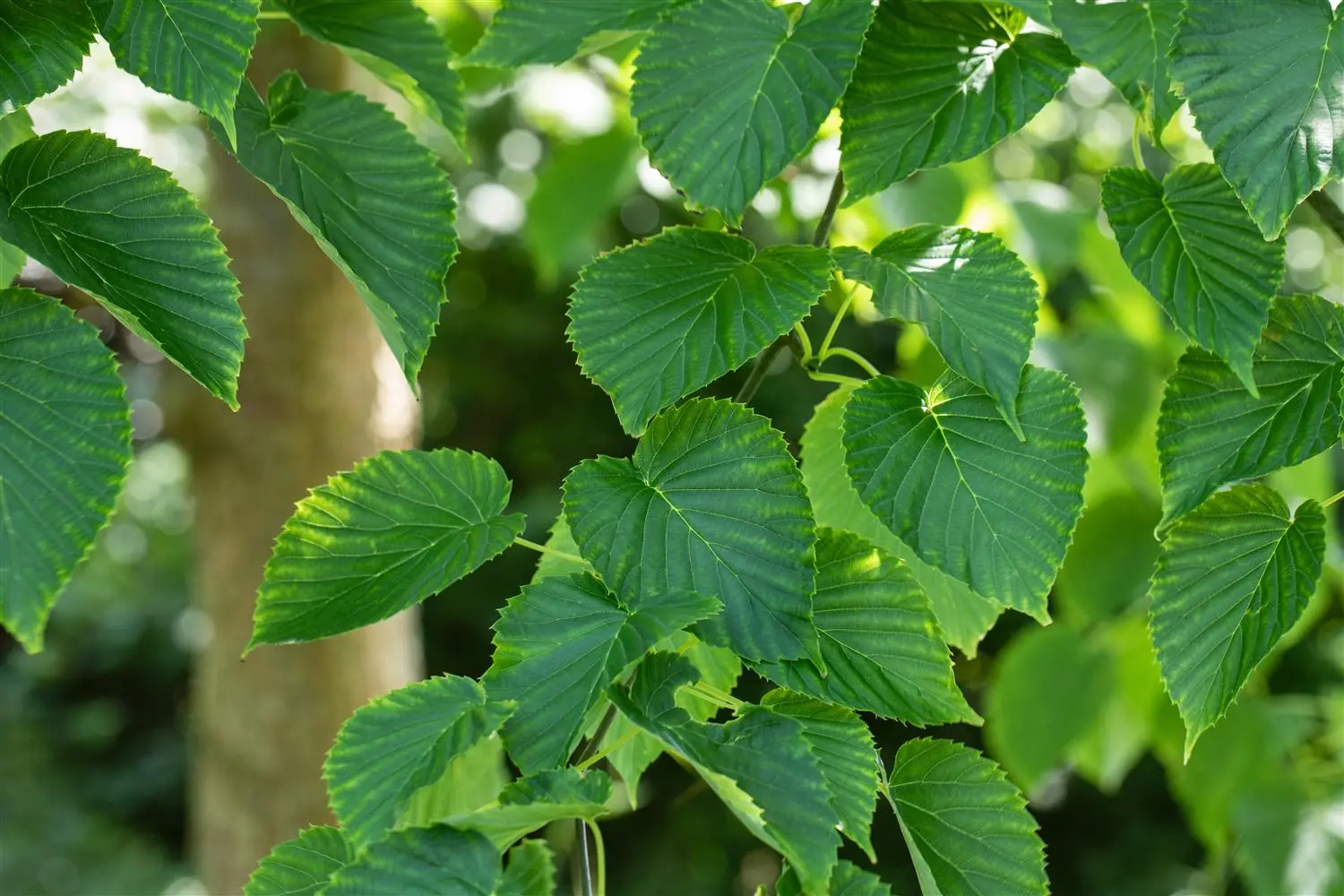 Davidia involucrata - STDS 10-12 CM RB