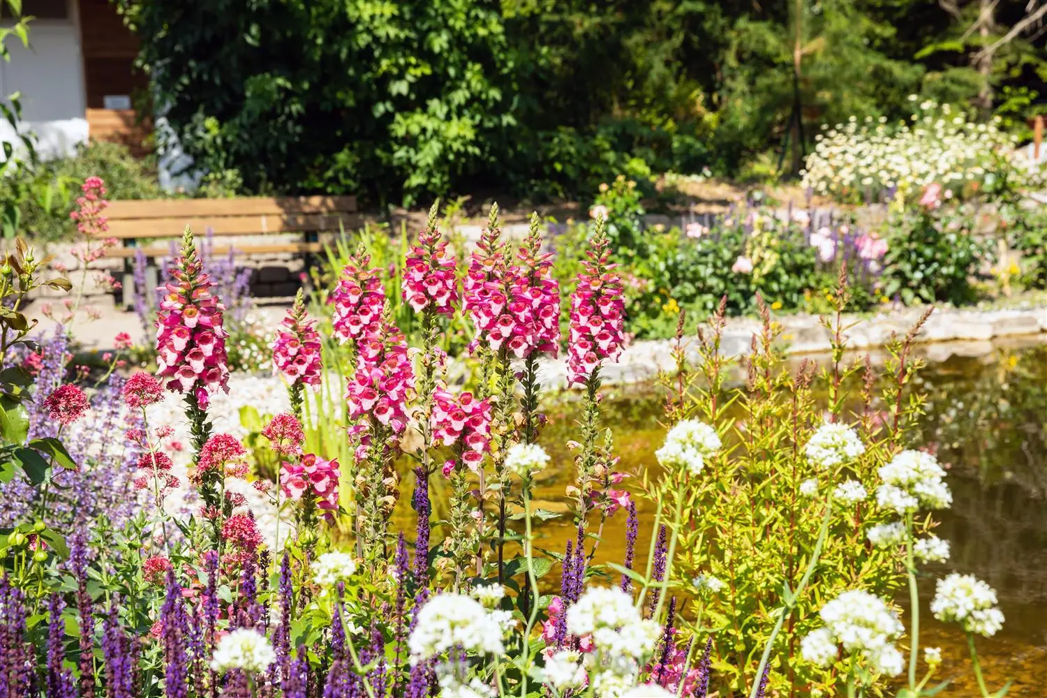 Digiplexus 'Firecracker' - 2 Ltr pot