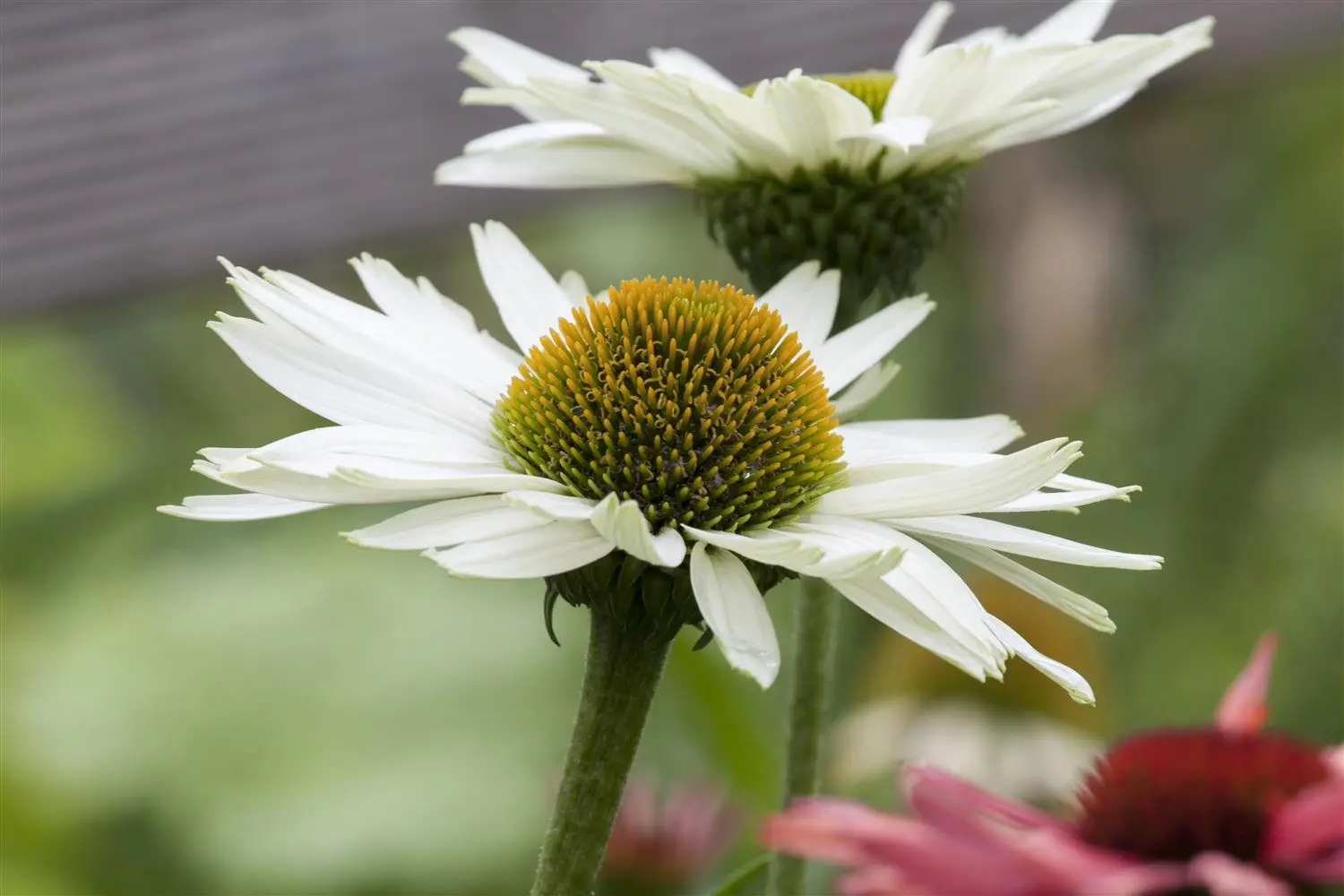 Echinacea 'Papallo Classic White' - 3 Ltr pot