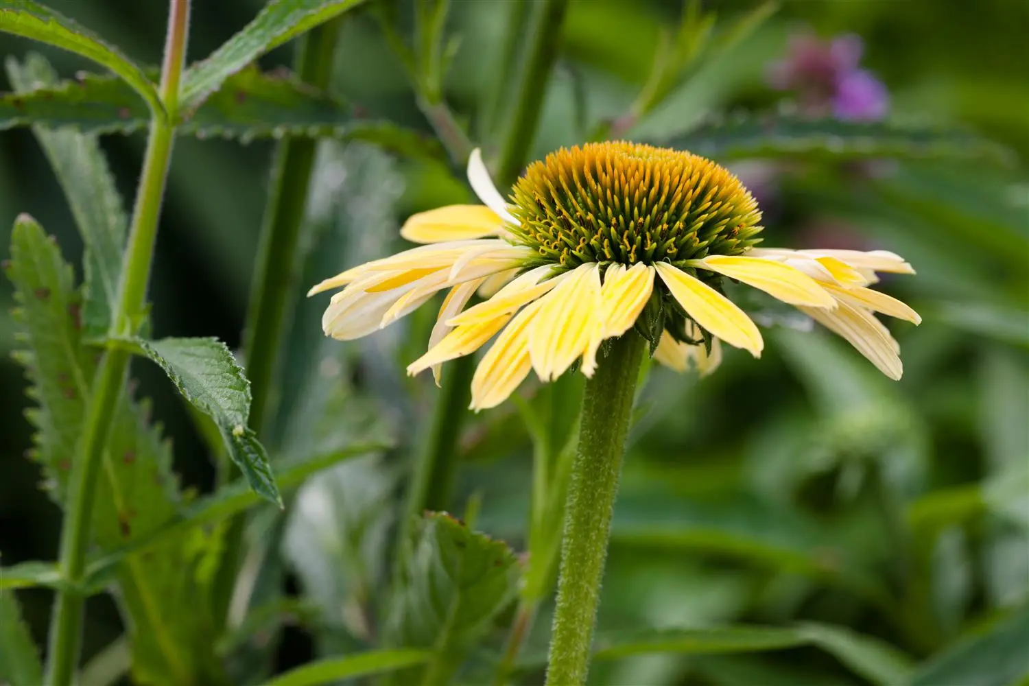 Echinacea Purpurea 3 Ltr Pot