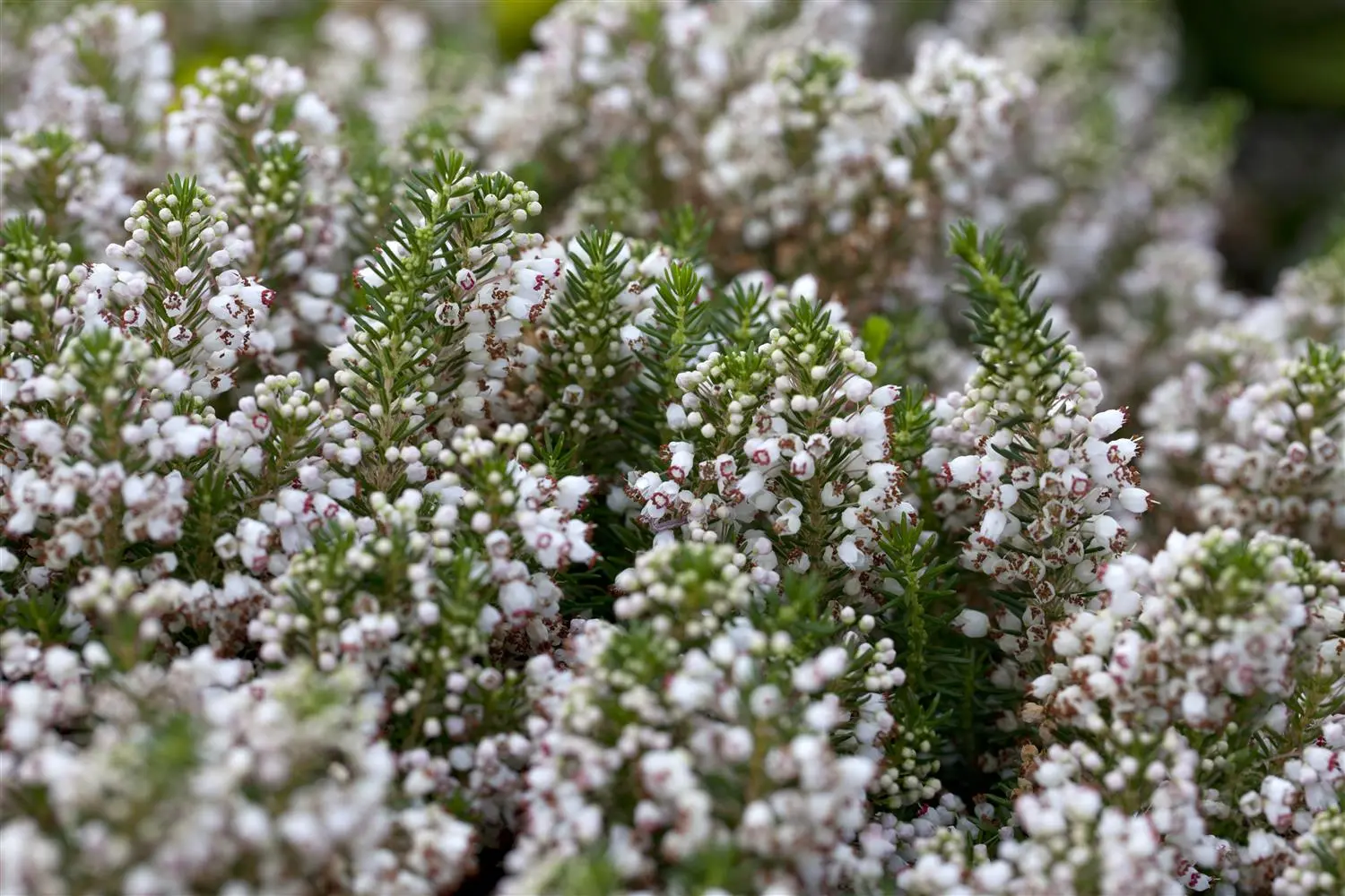 Erica vagans 'Rosea' - 1.5 Ltr pot