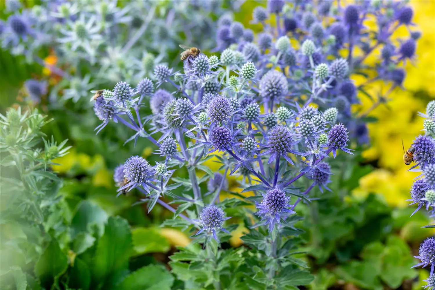 Eryngium planum 'Blue Hobbit' - P9