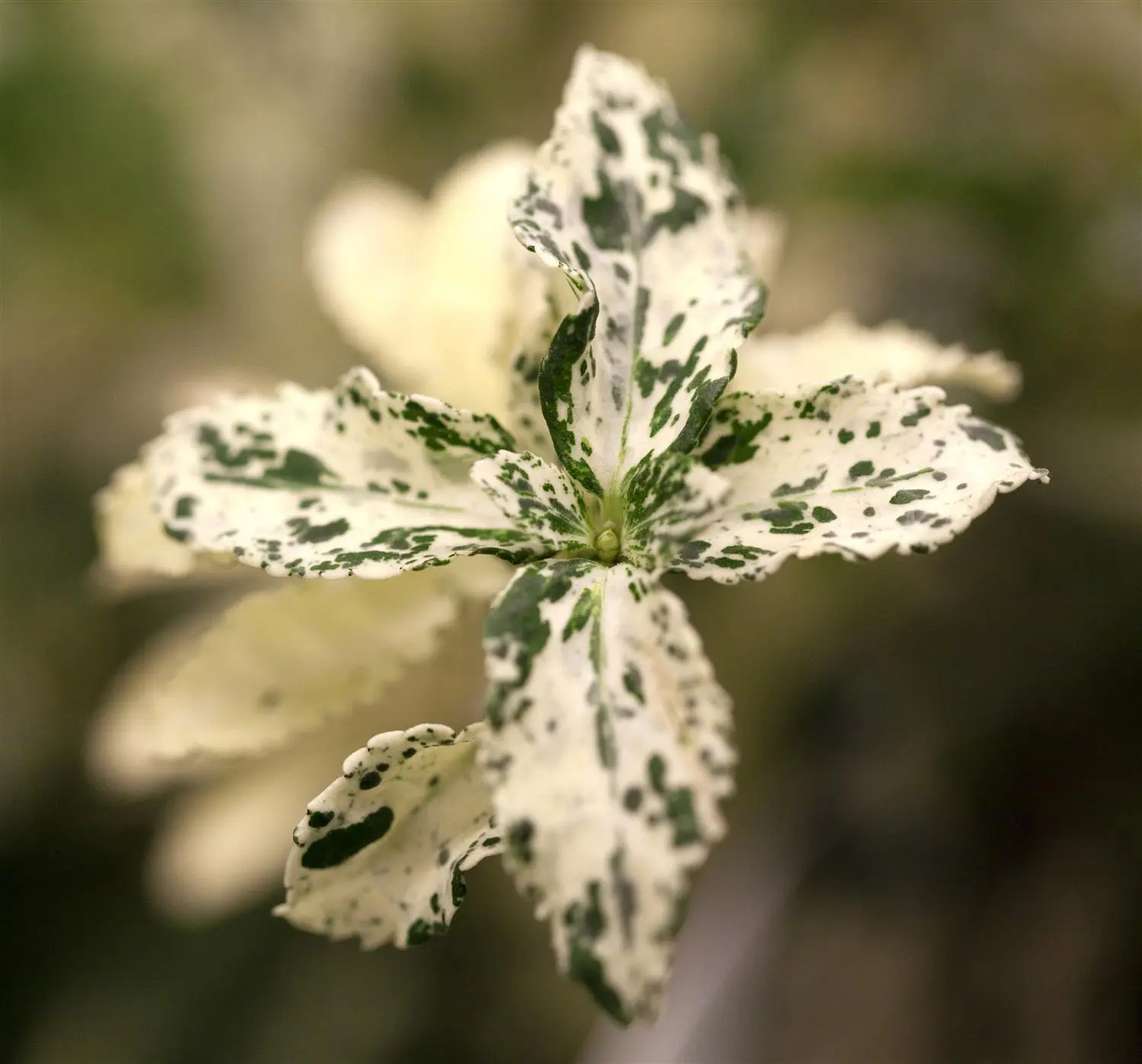 Euonymus fort. 'Harlequin' - P9