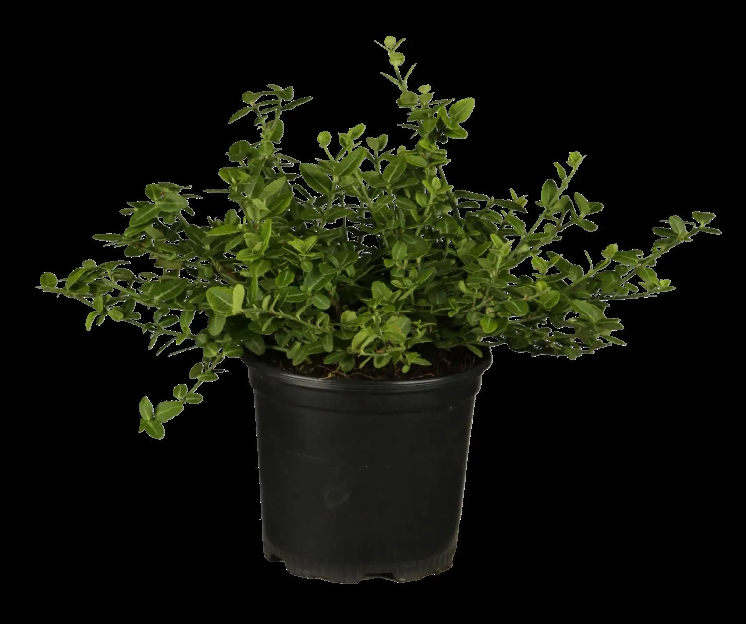 Euonymus Fort Minimus