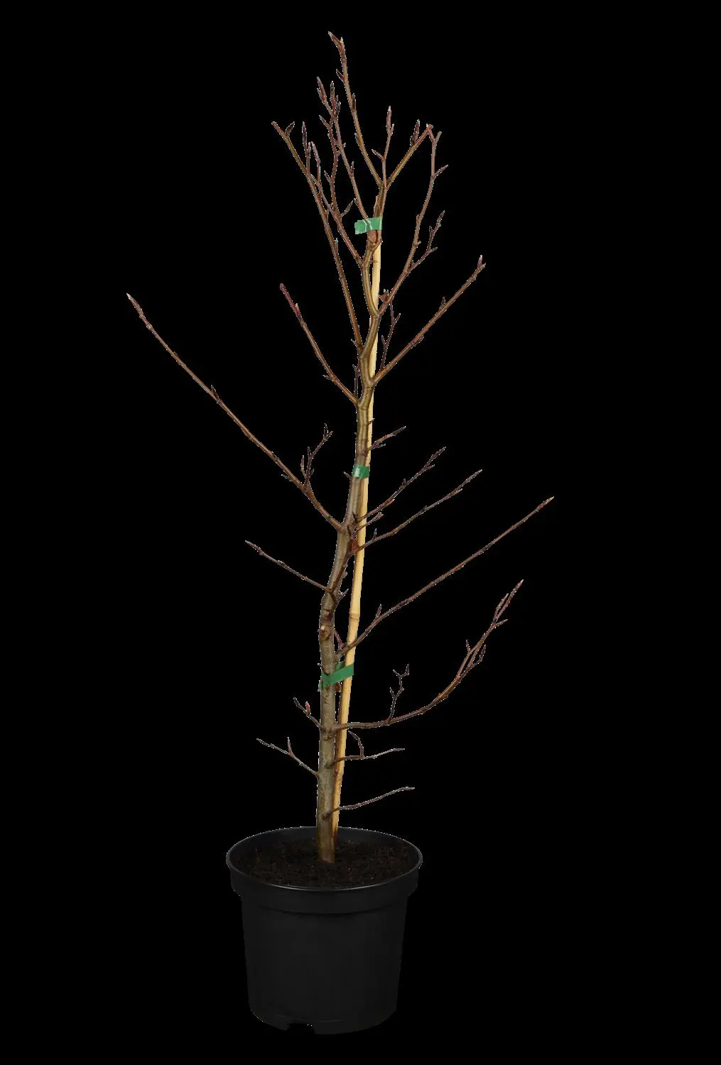 Fagus sylvatica - 80-100 CM C3.5
