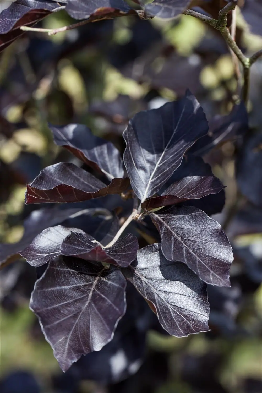 Fagus sylvatica 'Dawyck Purple' - 200-225 CM C12