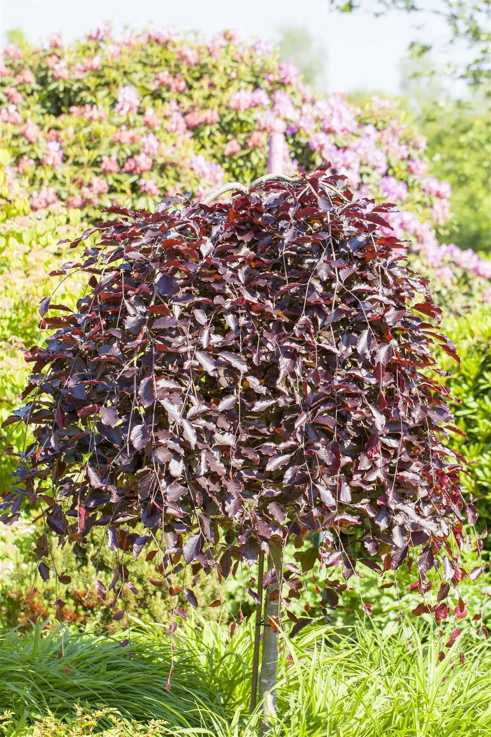 Fagus sylvatica 'Purpurea Pendula' - 125-150 CM C7.5