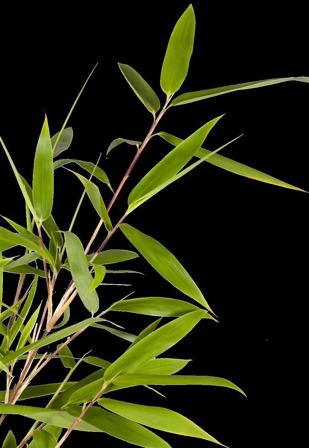 Fargesia rufa - 100-125 CM C15