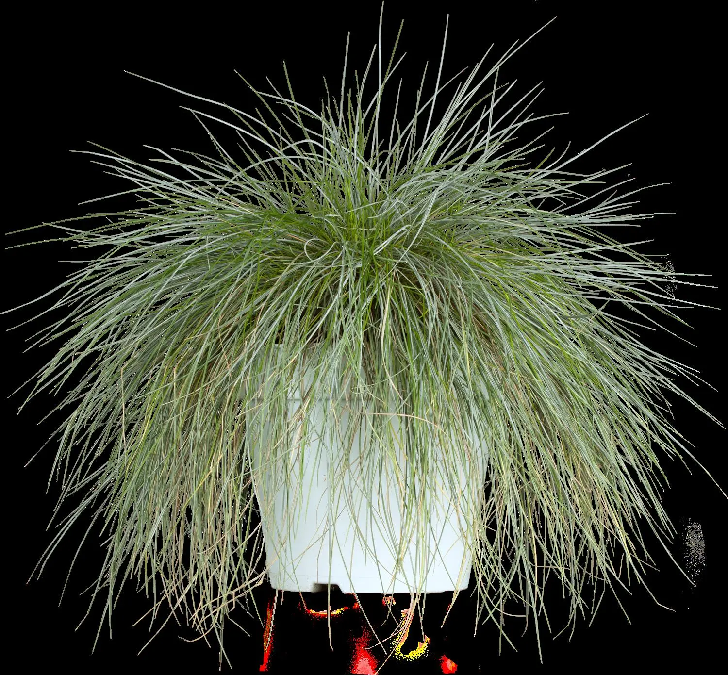 Festuca glauca 'Intense Blue'? - P13