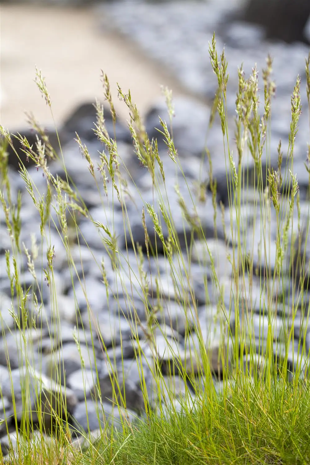 Festuca mairei - 2 Ltr pot