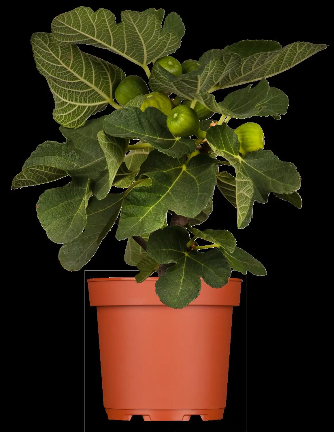 Ficus carica - 2 Ltr, 3 canes