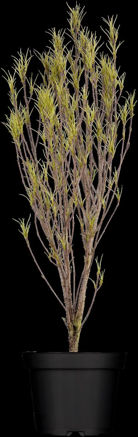 Frangula alnus 'Fine Line'? - 125-150 CM C10