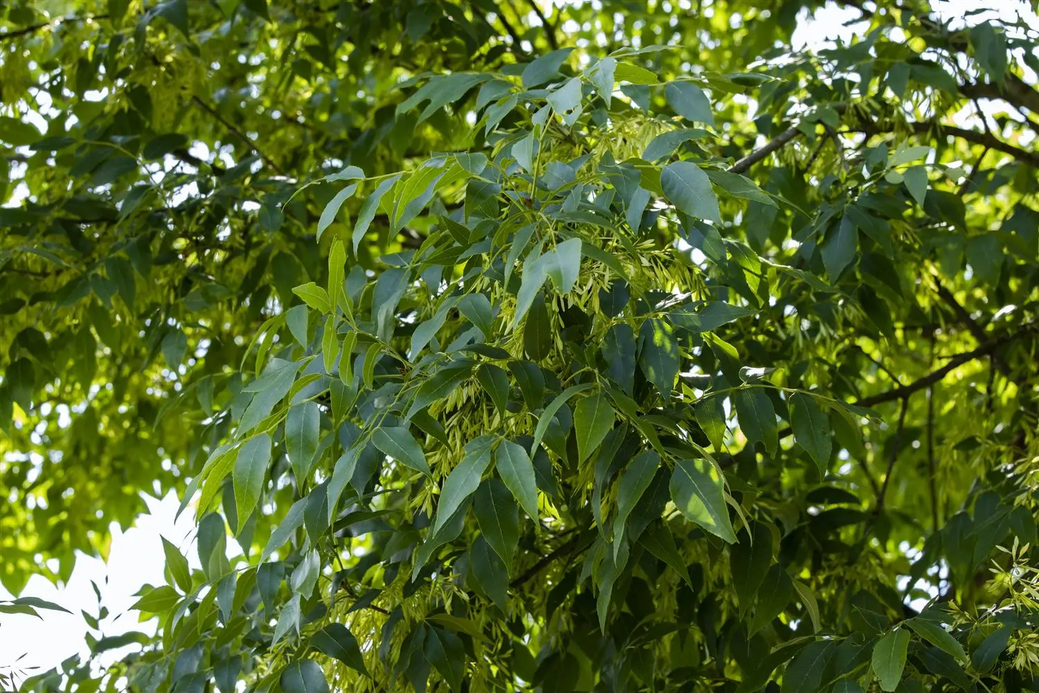 Fraxinus exc. 'Altena' - STDS 12-14 CM RB