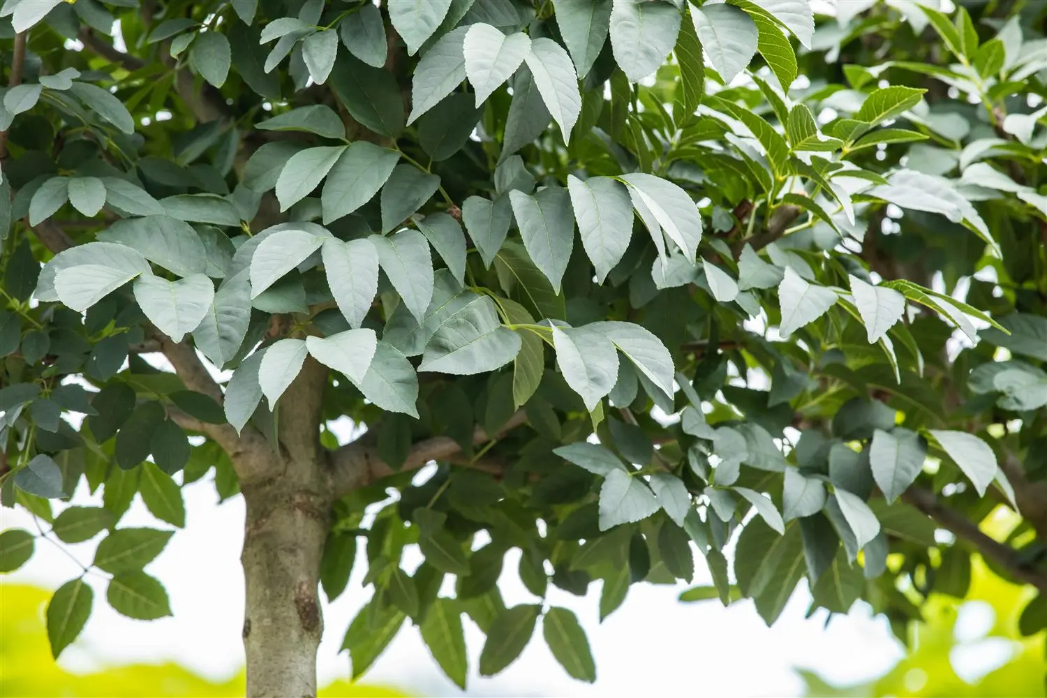 Fraxinus ornus 'Meczek' - STEM 200 CM, GIRTH 16-18 CM RB
