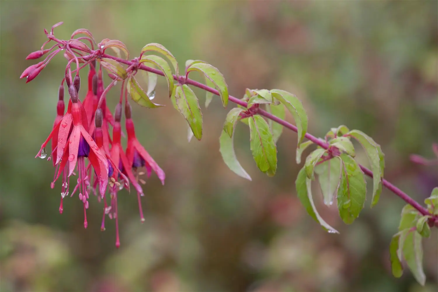 Fuchsia 'Tom Thumb' - 2 Ltr pot