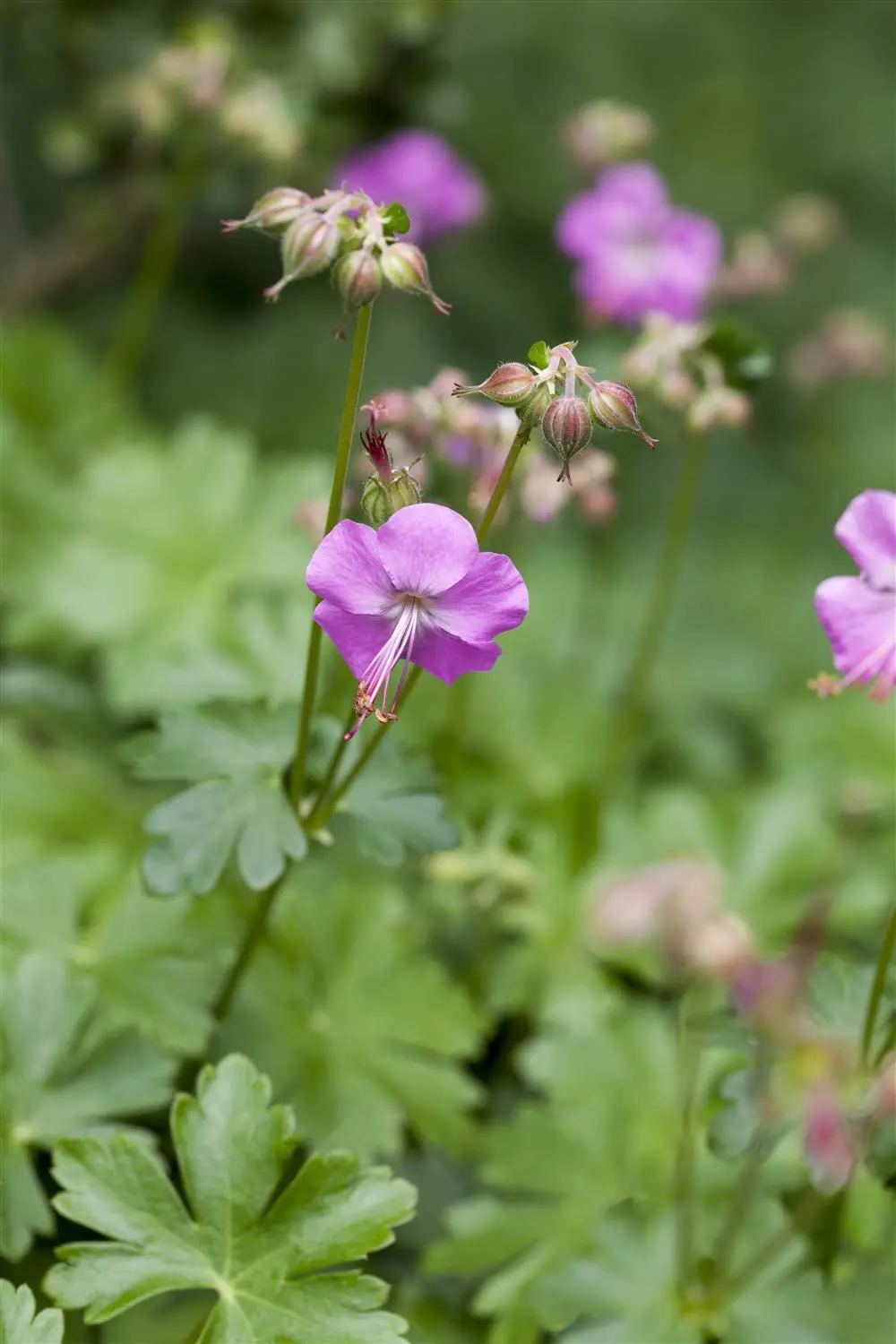 Geranium cant. 'Karmina' - P9