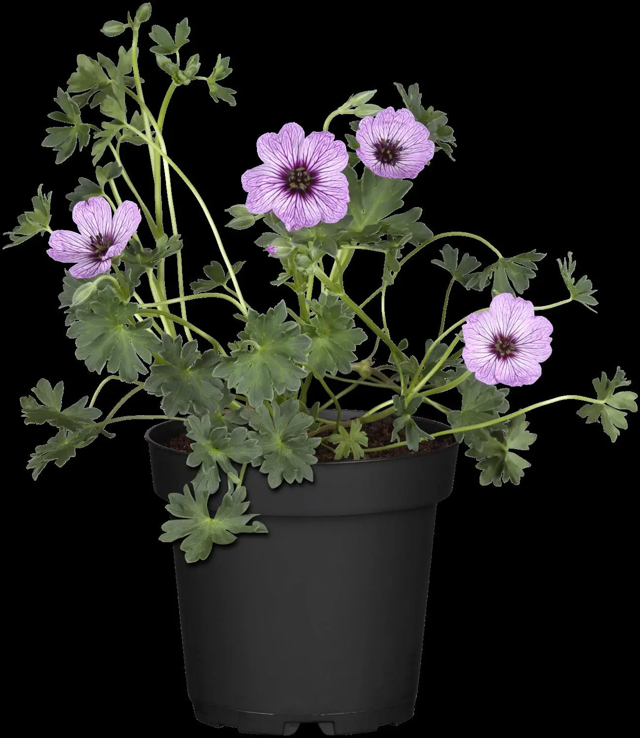 Geranium cin. 'Ballerina' - P9