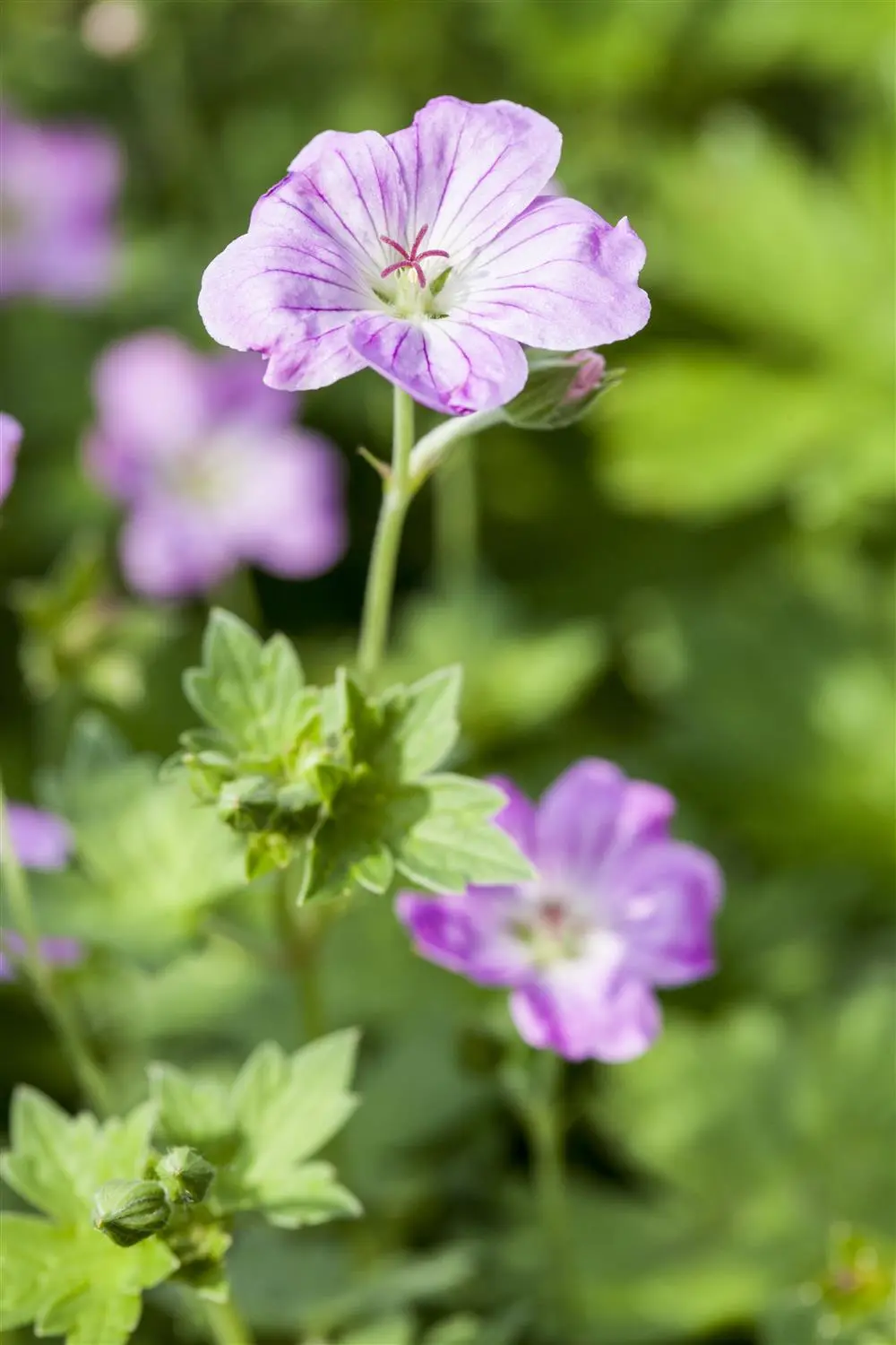 Geranium endressii - 2 Ltr pot