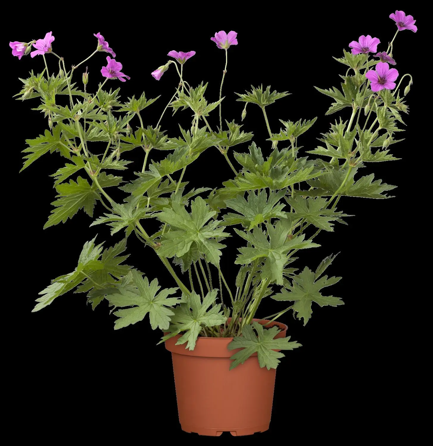 Geranium 'Patricia' - P9