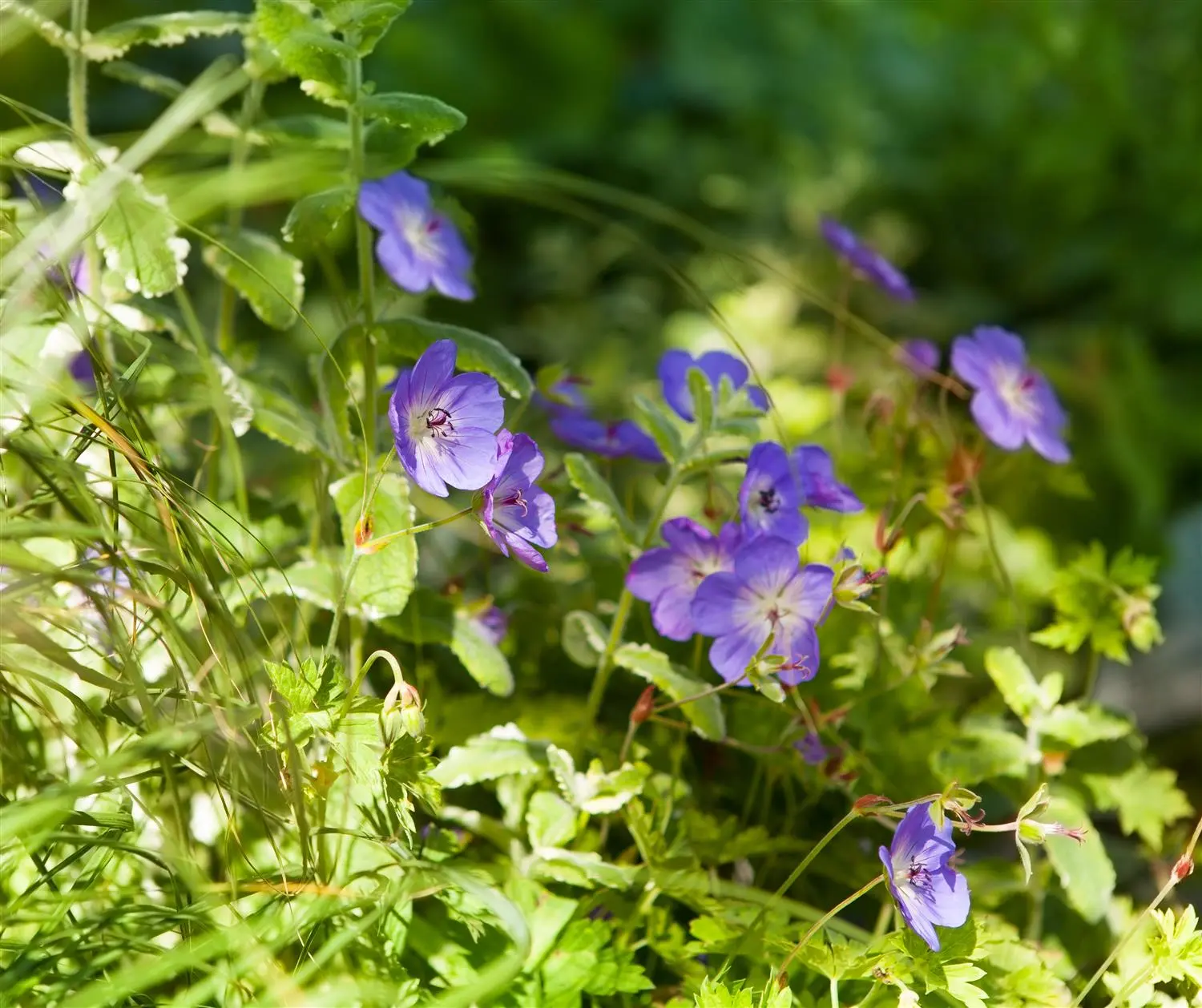 Geranium 'Rozanne'? - P11