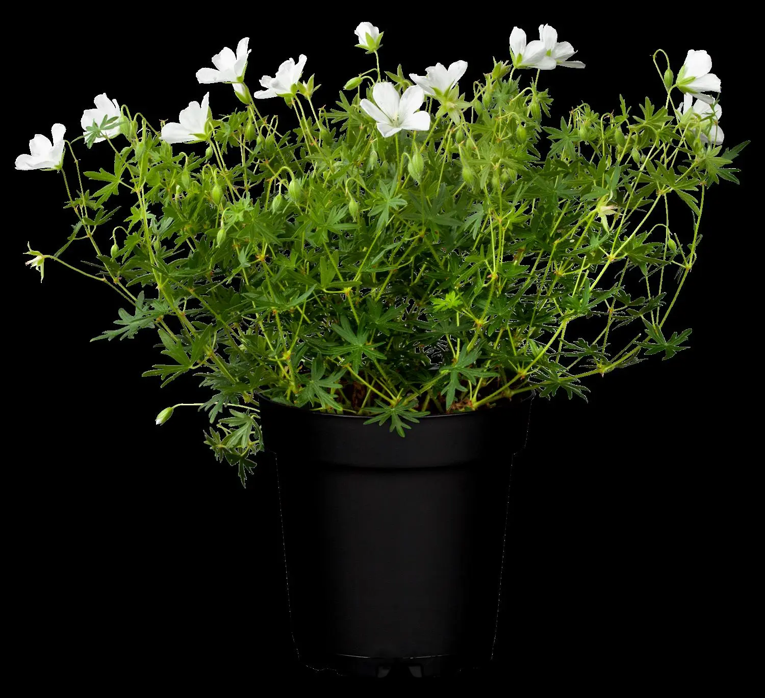 Geranium sang. 'Album' - 2 Ltr pot