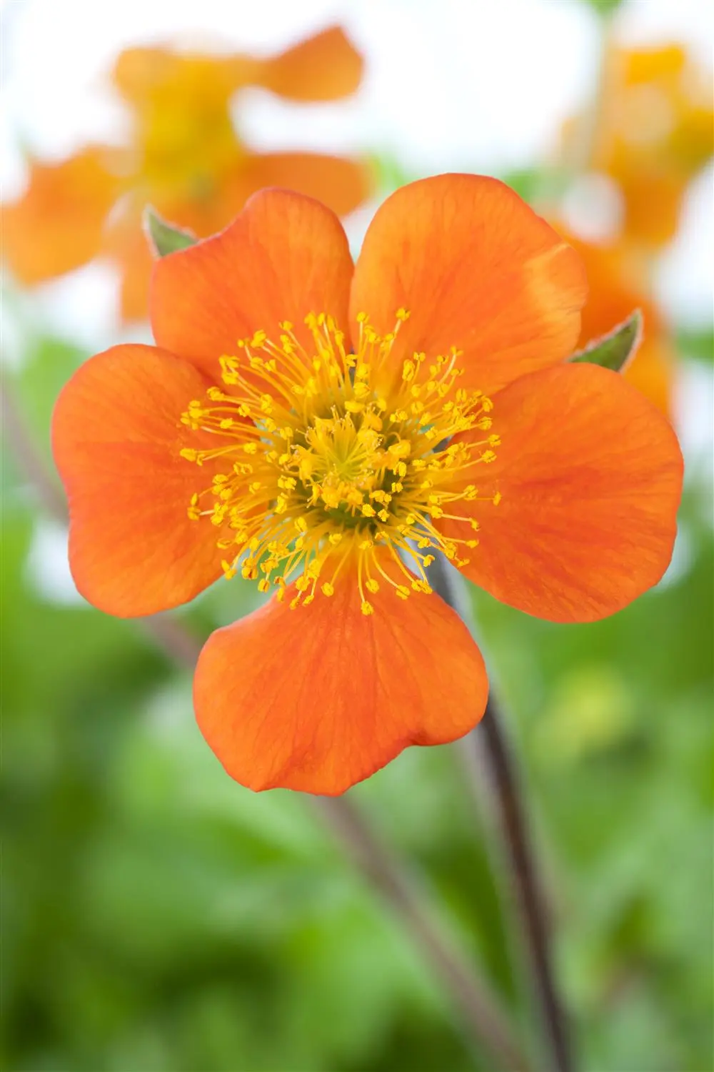Geum coccineum 'Borisii' - P9