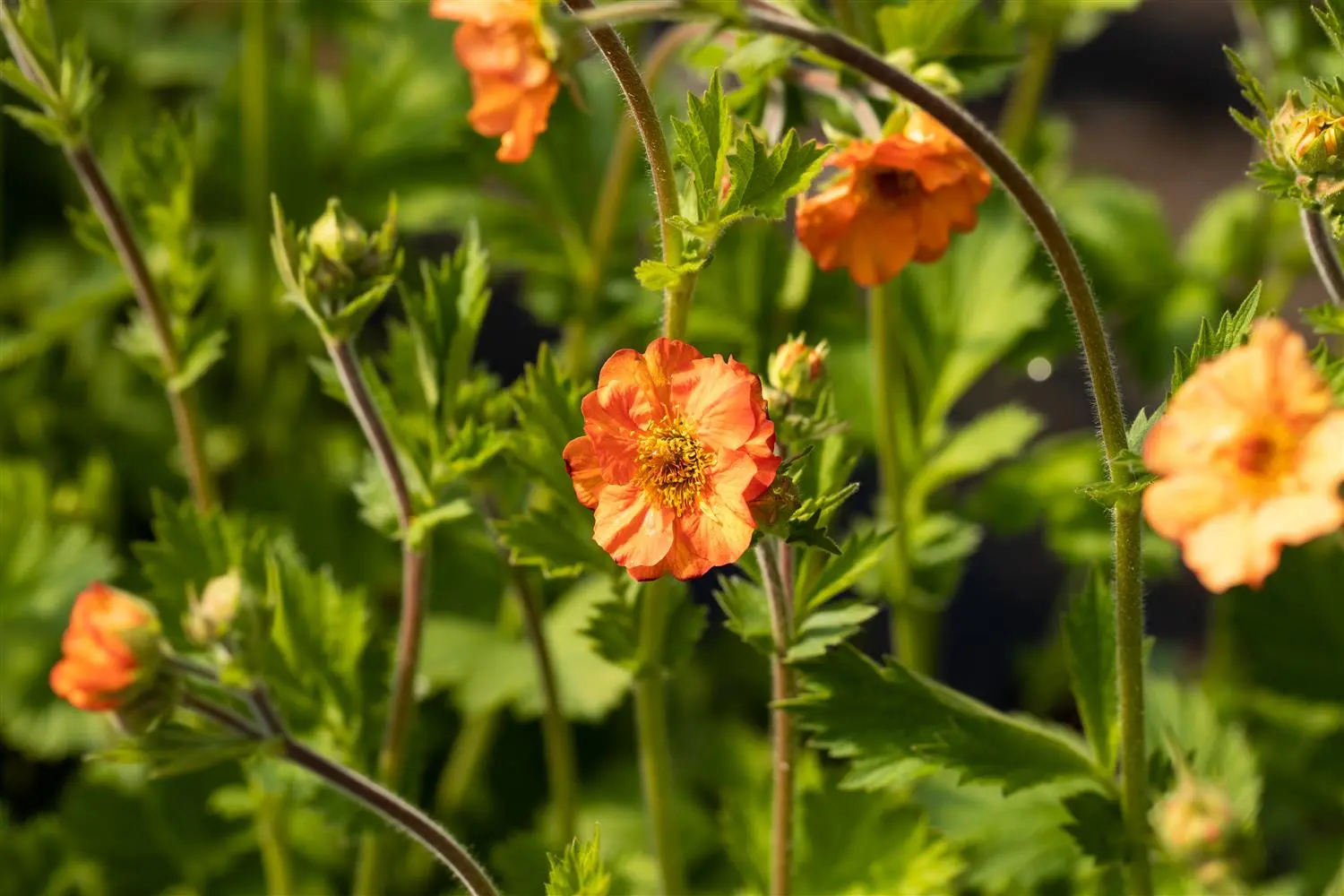 Geum 'Fire Storm' - P9