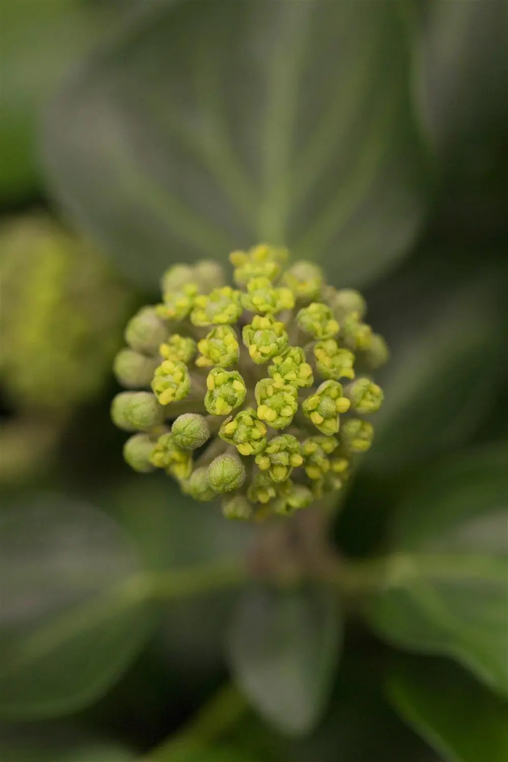 Hedera hel. 'Arbori Compact' - 2 Ltr pot
