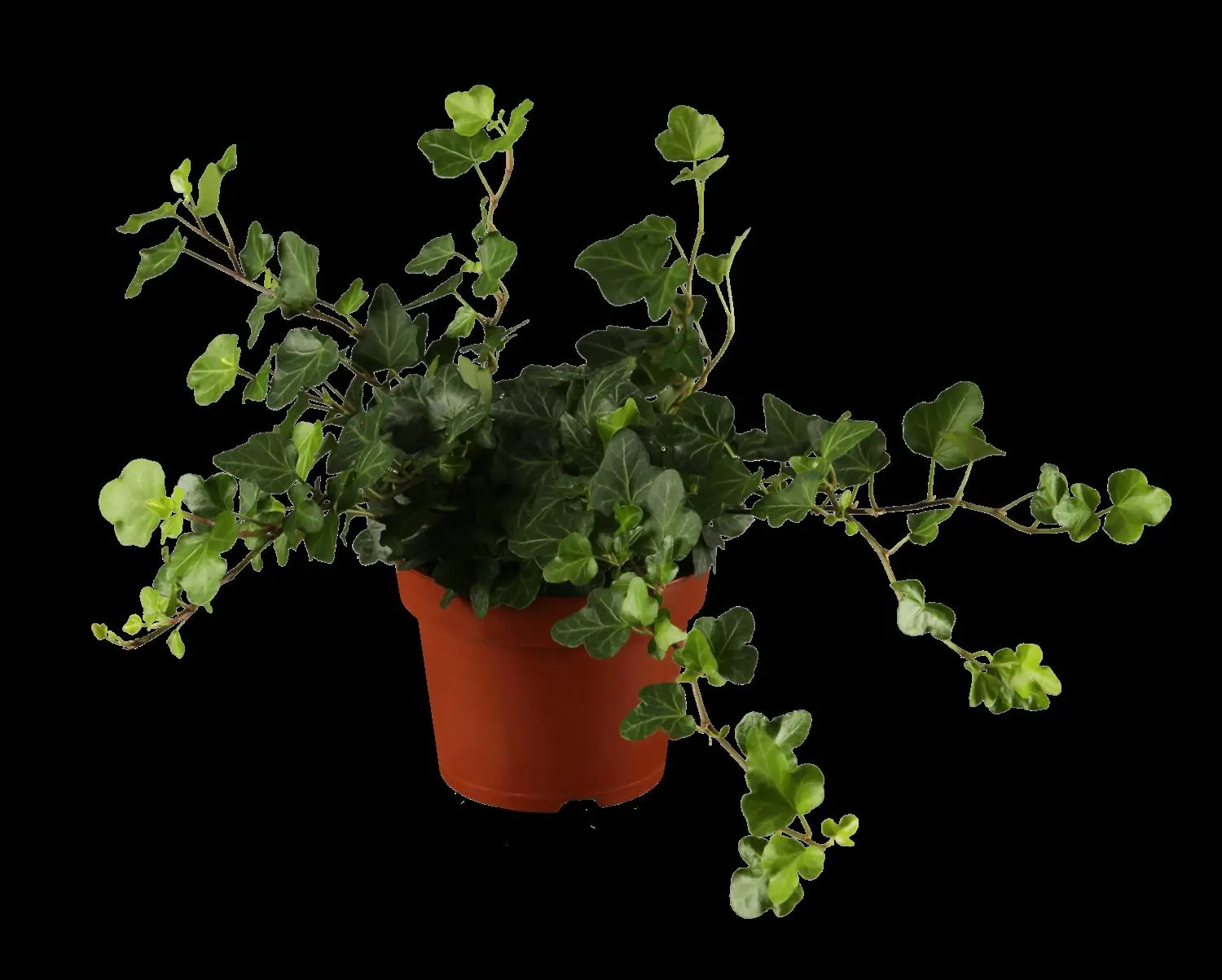 Hedera hel. 'Wonder' - P9