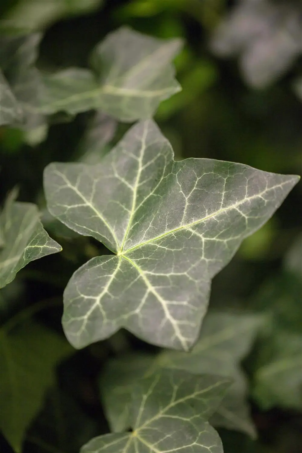 Hedera hibernica - P11