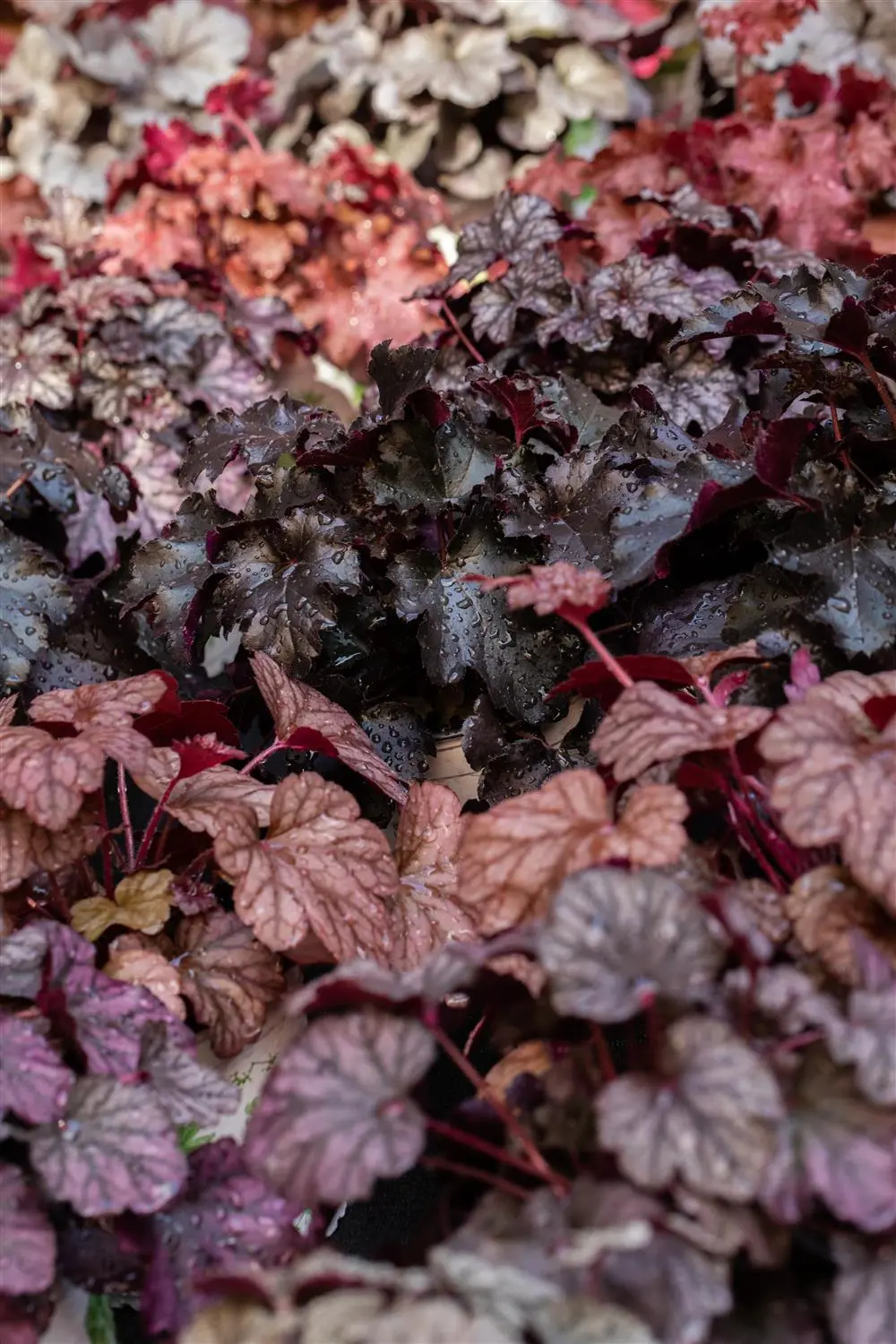 Heuchera 'Obsidian' - P9