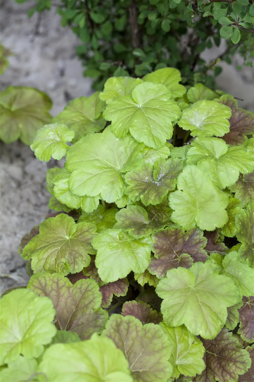 Heucherella alba 'Bridget Bloom' - 2 Ltr pot