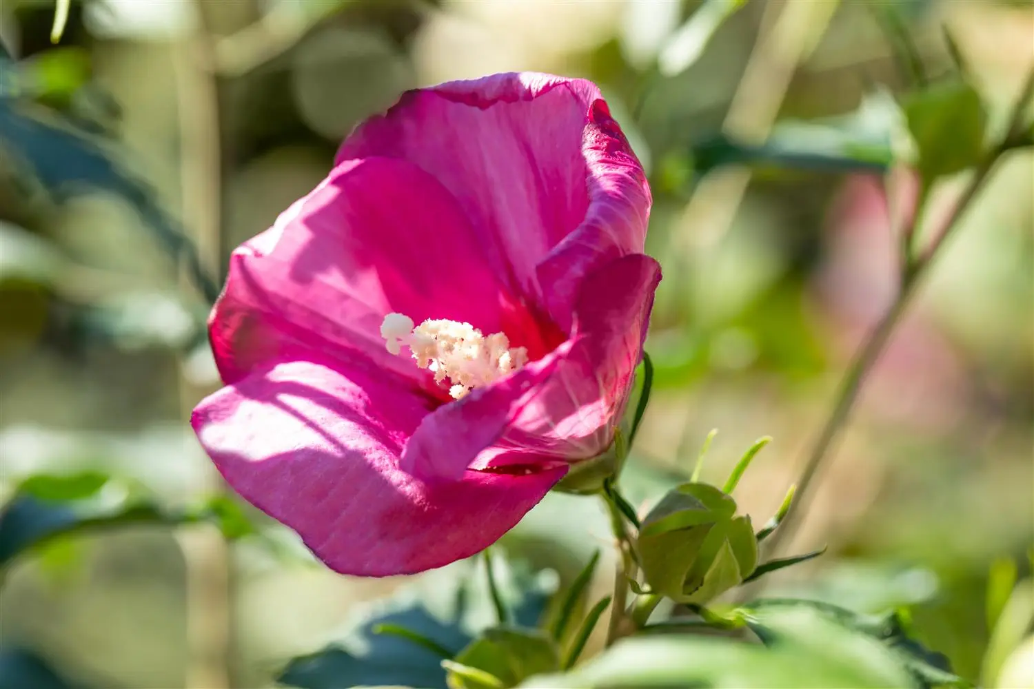 Hibiscus syr. 'Flower Tower Ruby'? - 60 CM STEM C4.5