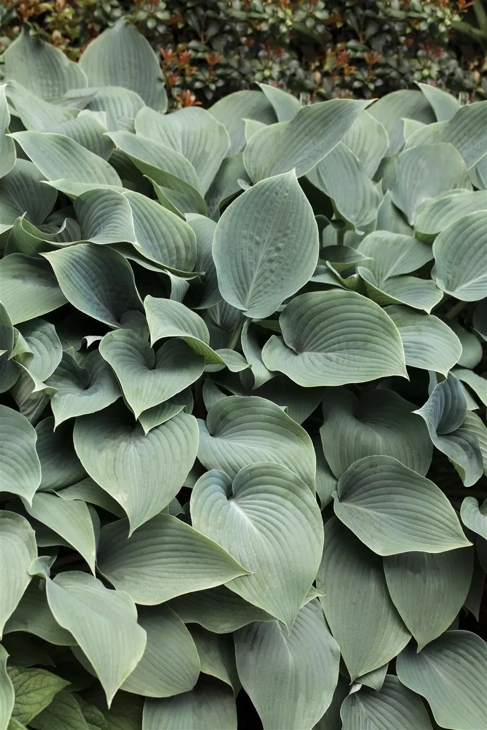 Hosta sieb. 'Elegans' - 2 Ltr pot