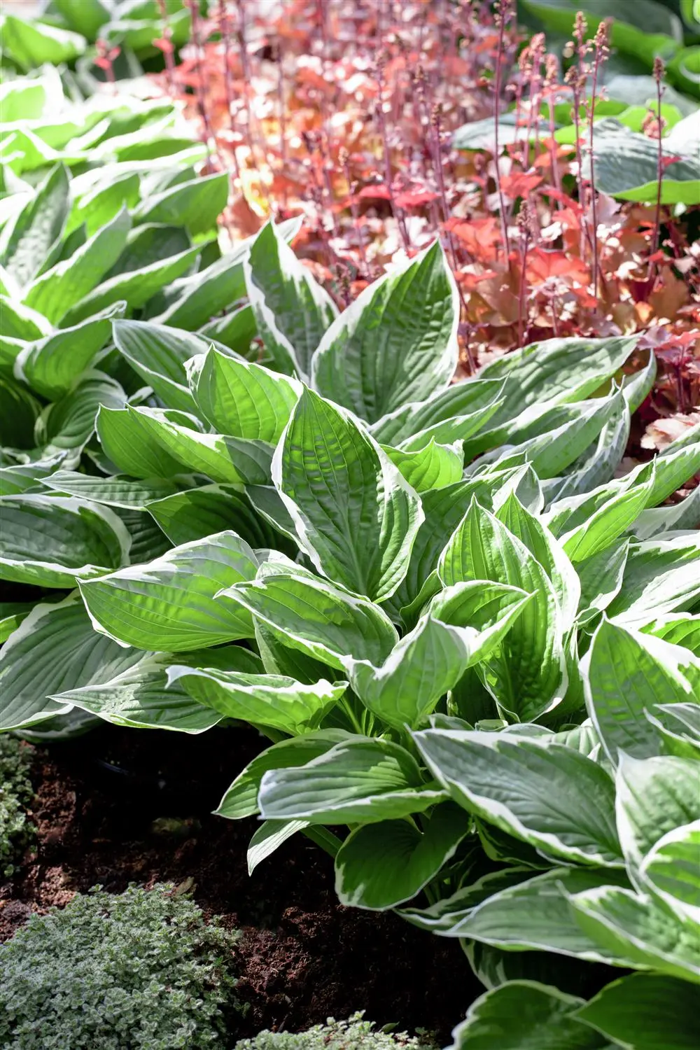 Hosta sieboldiana - P9