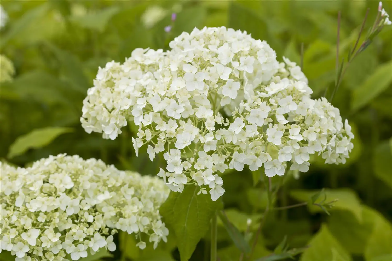 Hydrangea arbor. 'Lime Rickey'? - 10 Ltr pot
