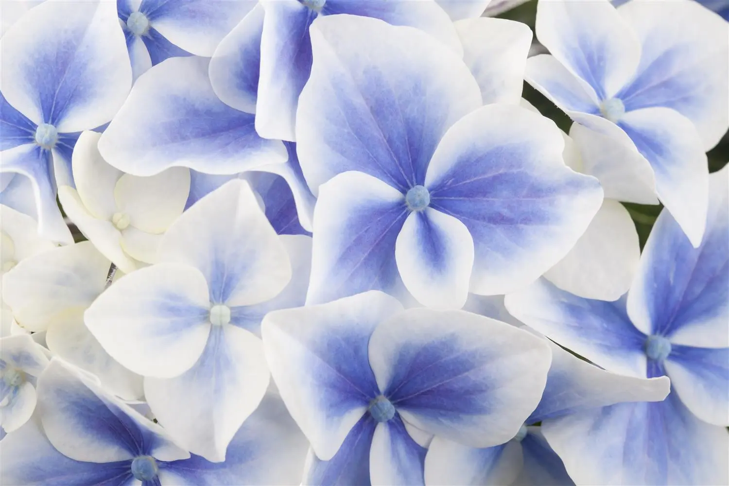 Hydrangea m. 'Grafin Cosel' - 3 Ltr pot