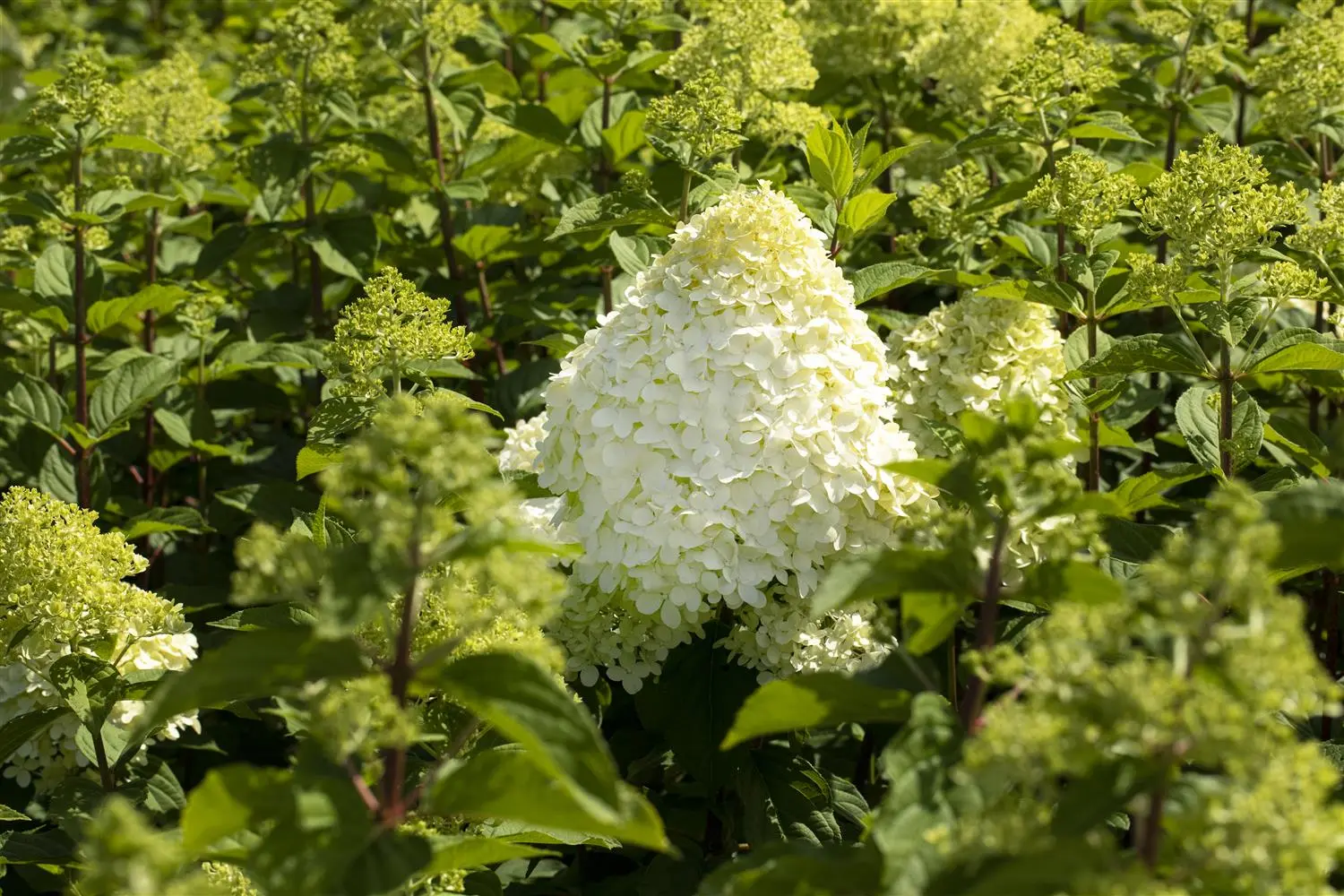 Hydrangea pan. 'Grandiflora' - 60-80 CM C40