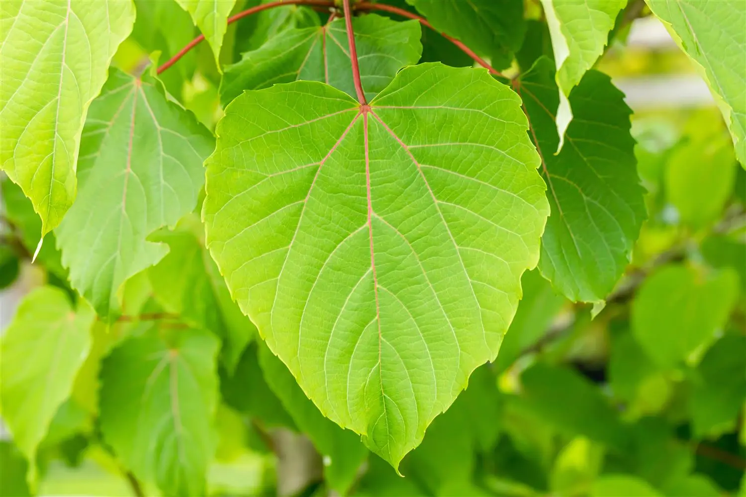 Idesia polycarpa - 200-250 CM C50
