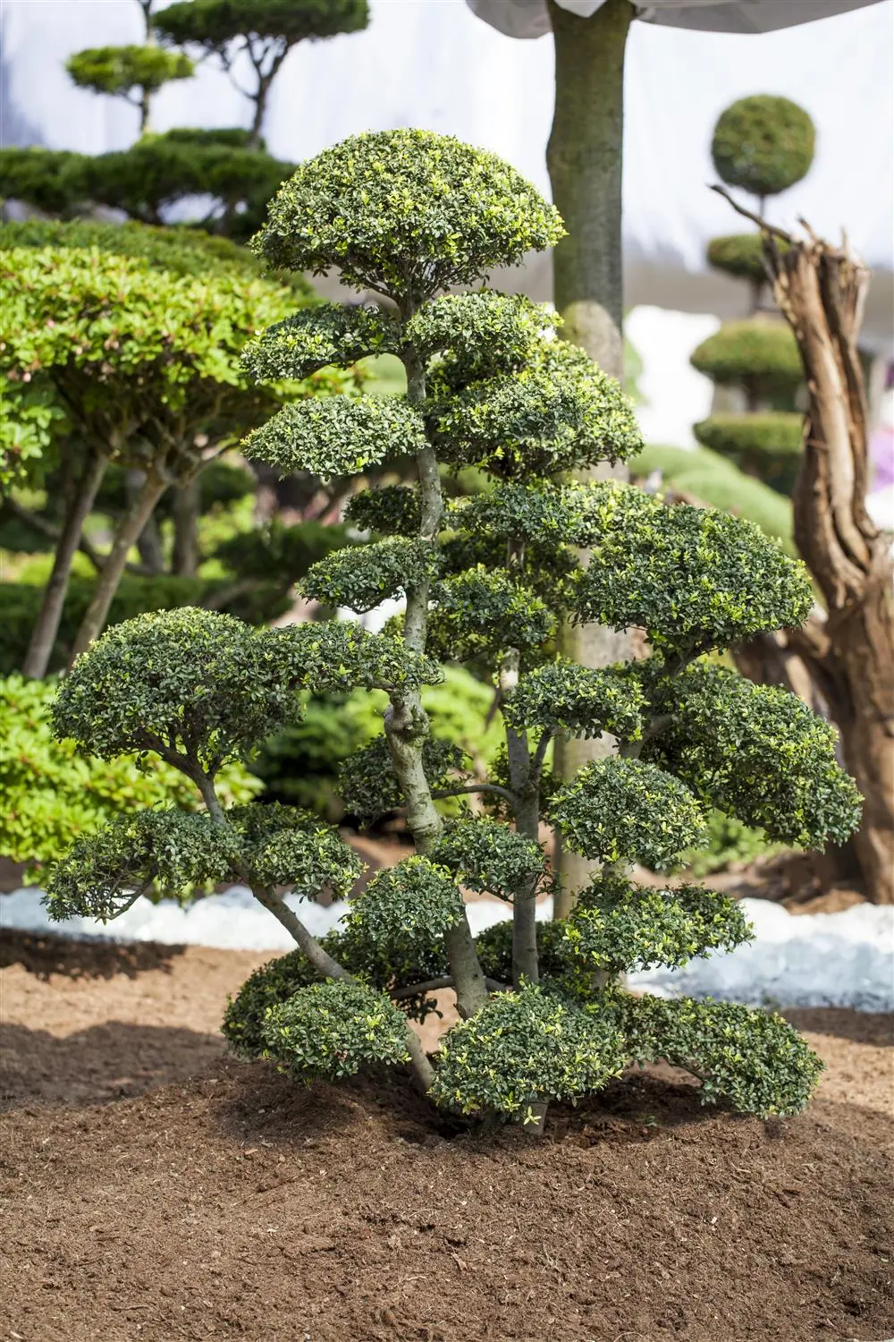 ILEX CRENATA PYRAMID 55CM 5L