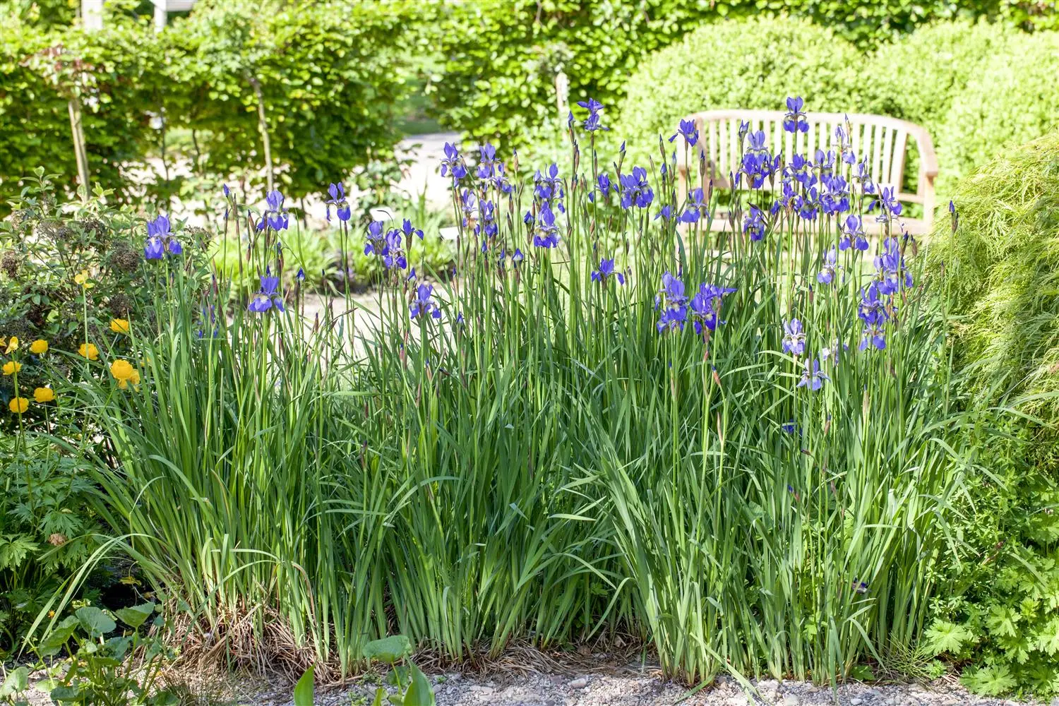 Iris setosa - 2 Ltr pot