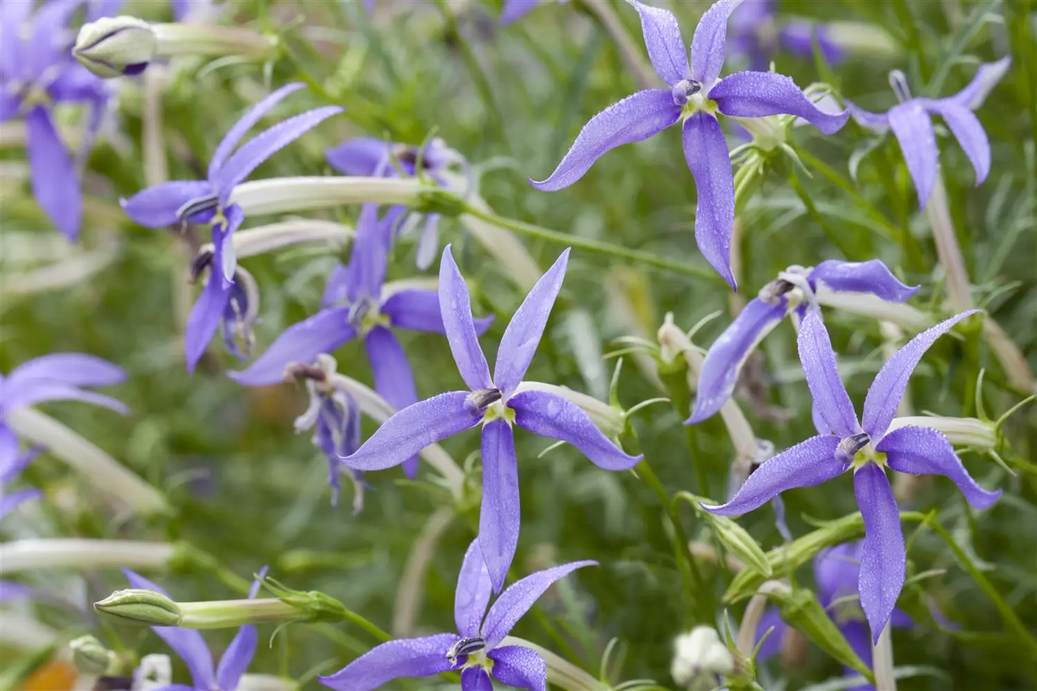 Isotoma fluviatilis 'County Park' - P9