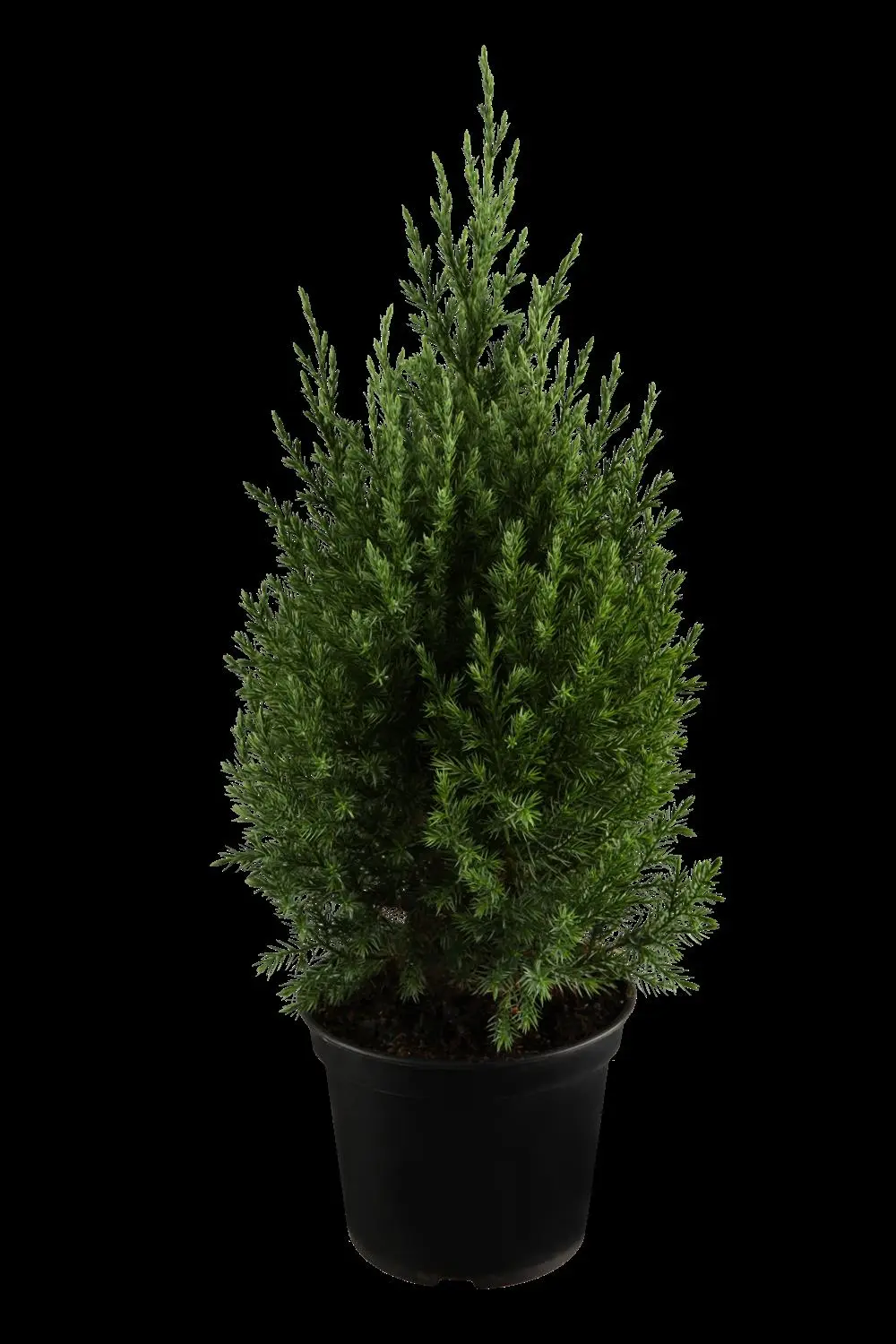 Juniperus chinensis 'Stricta' - 80-100 CM C25