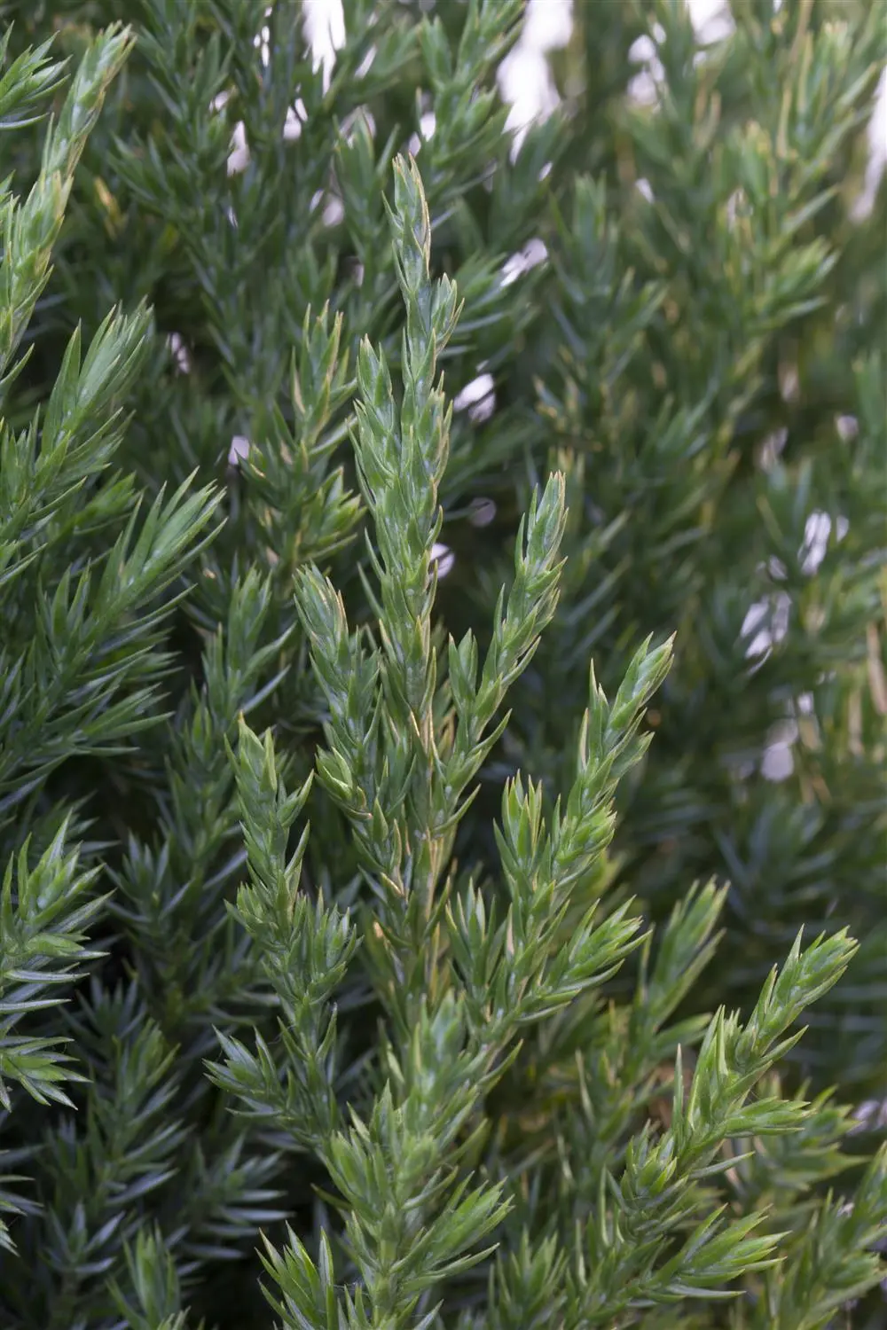 Juniperus chinensis 'Stricta' - LINERS 18 CEL TRAY P10,5 SIZE