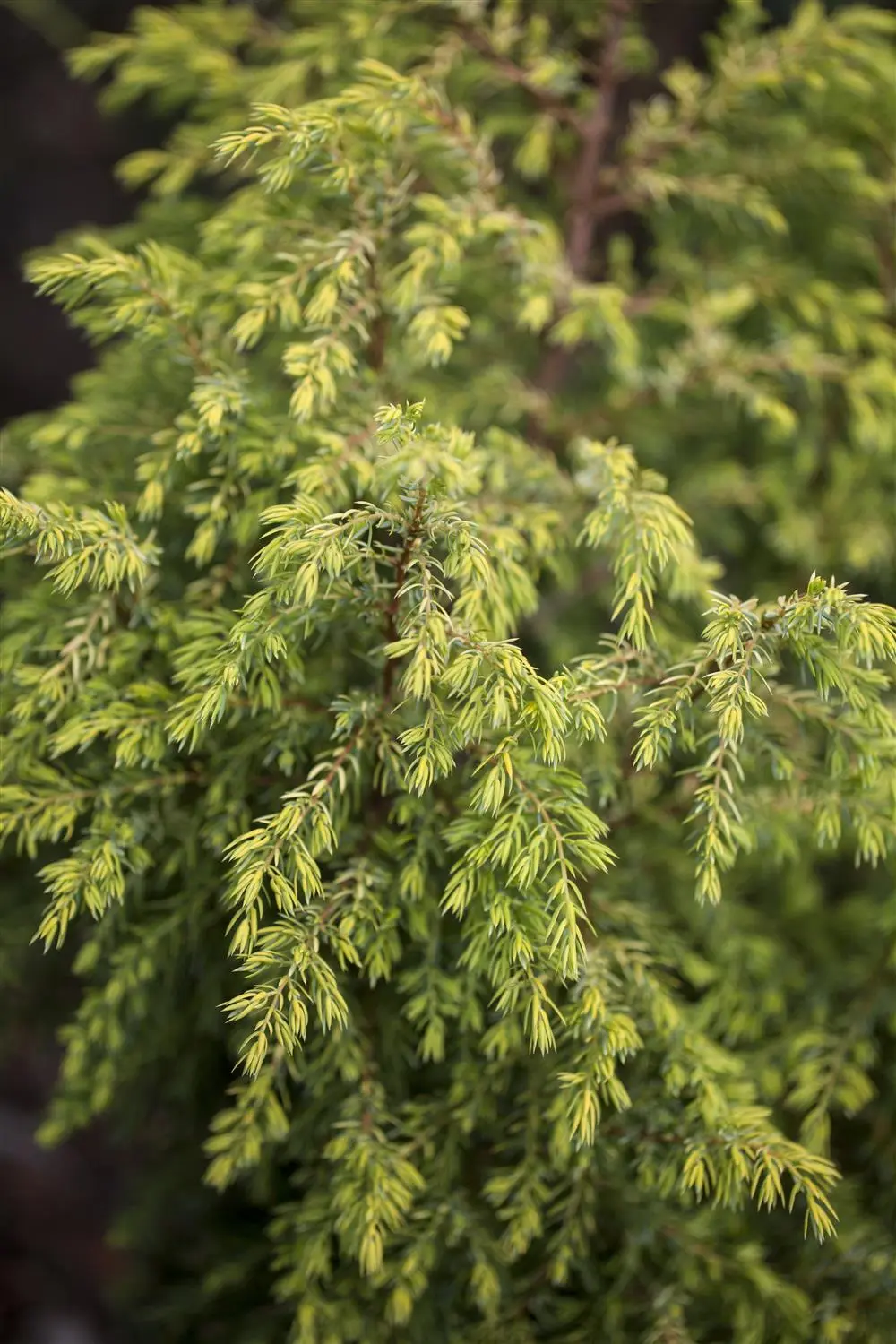Juniperus communis 'Gold Cone' - 25-30 CM C3