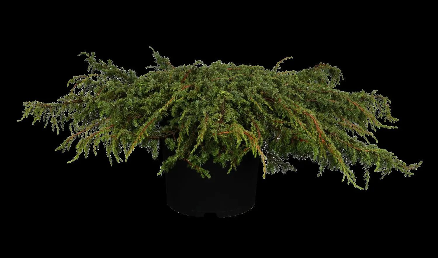 Juniperus communis 'Green Carpet' - 30-40 CM C3
